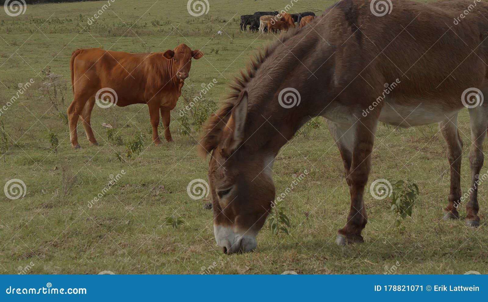 Donkey and cow on a farm stock image. Image of ranch - 178821071