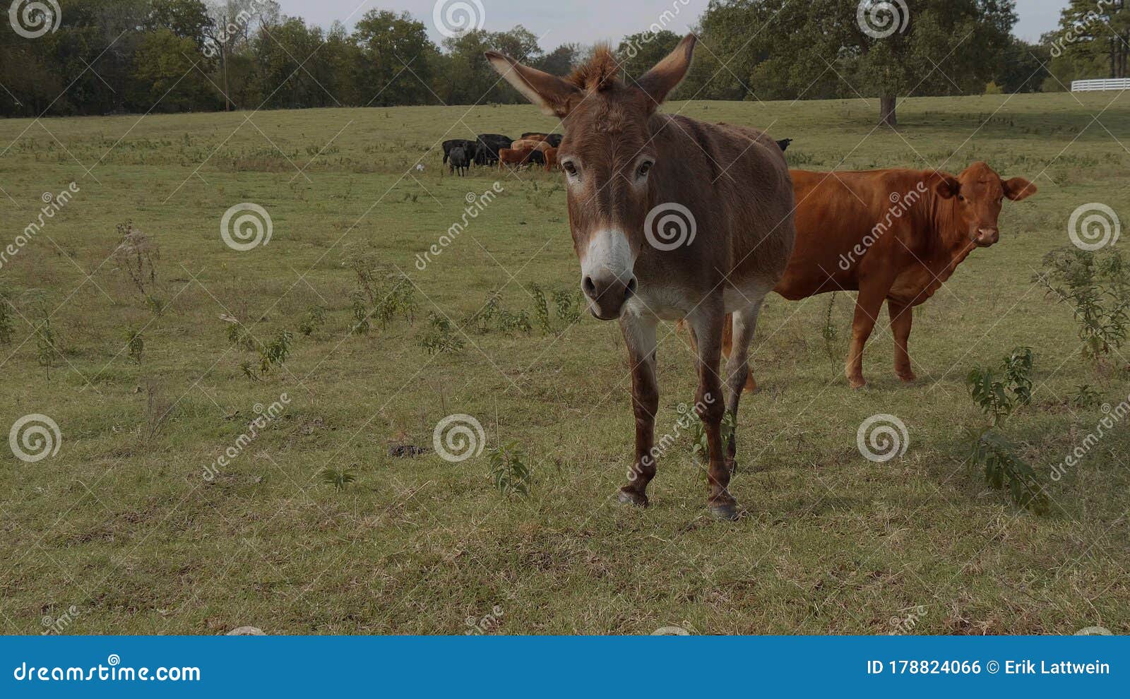 Donkey and cow on a farm stock photo. Image of roadside - 178824066