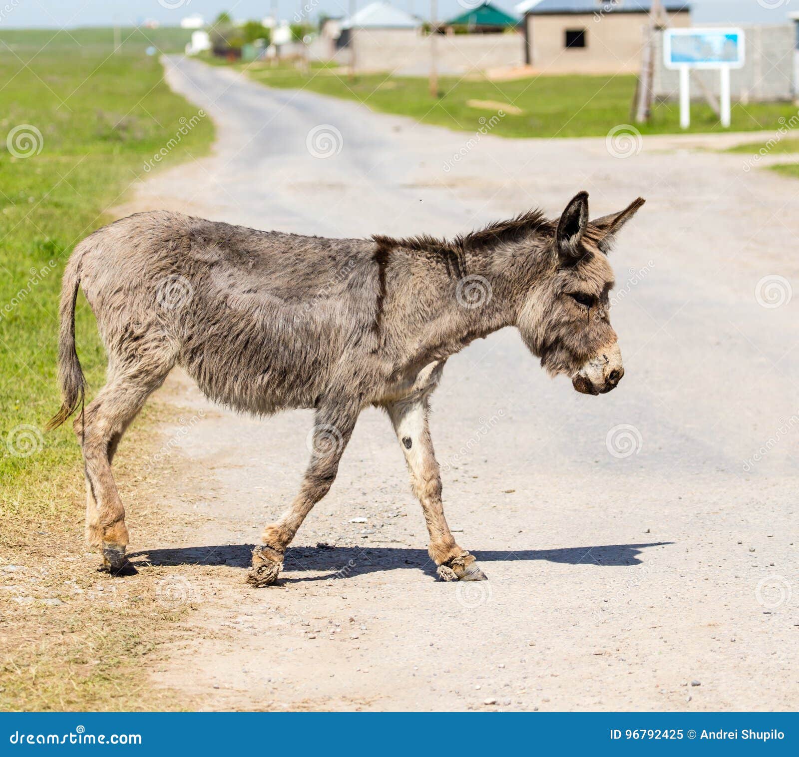 The Donkey Crosses the Road Stock Image - Image of donkey, europe: 96792425