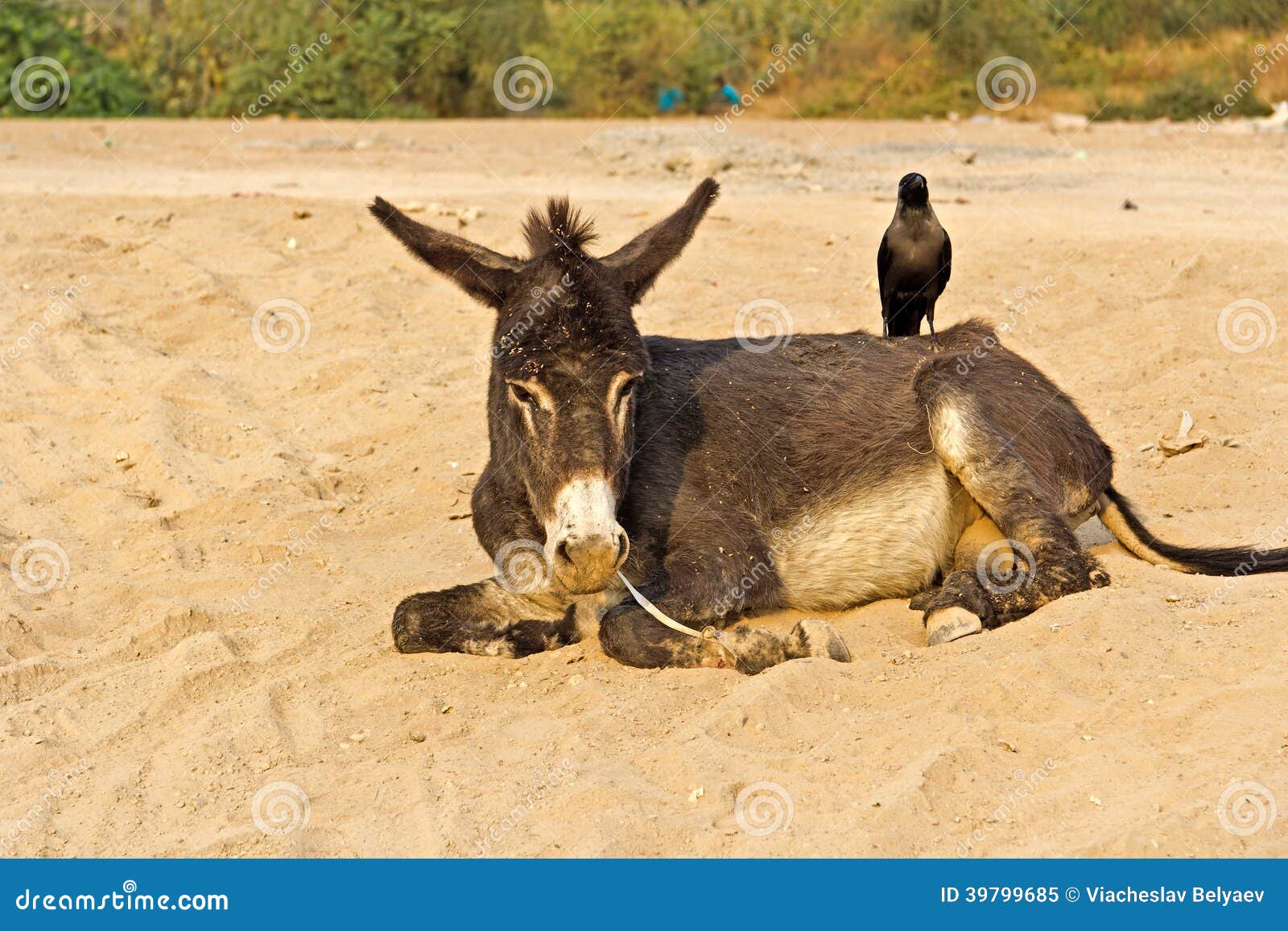 Donkey and crow stock image. Image of donkey, dust, sand - 39799685