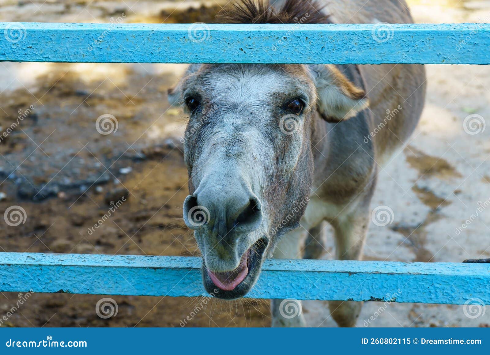 Donkey cry in the zoo stock image. Image of front, field - 260802115