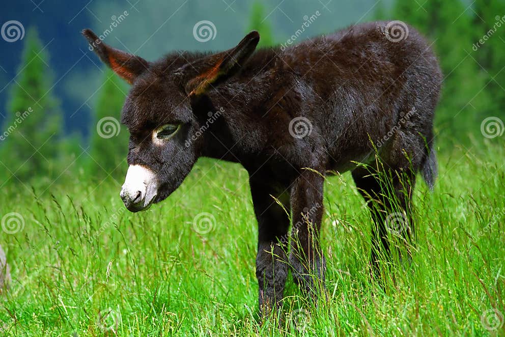 Donkey cub stock photo. Image of green, mammals, grass - 985648