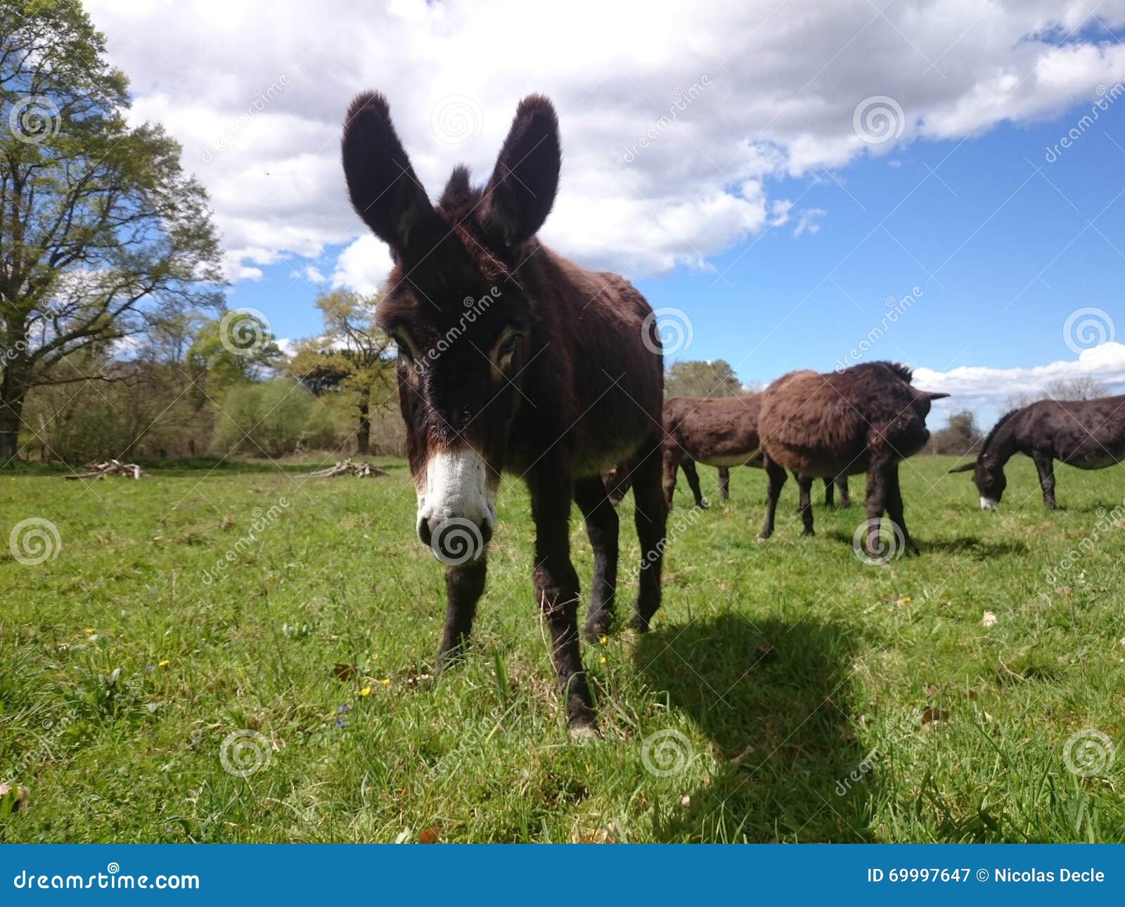Donkey 02 stock image. Image of french, france, countryside - 69997647