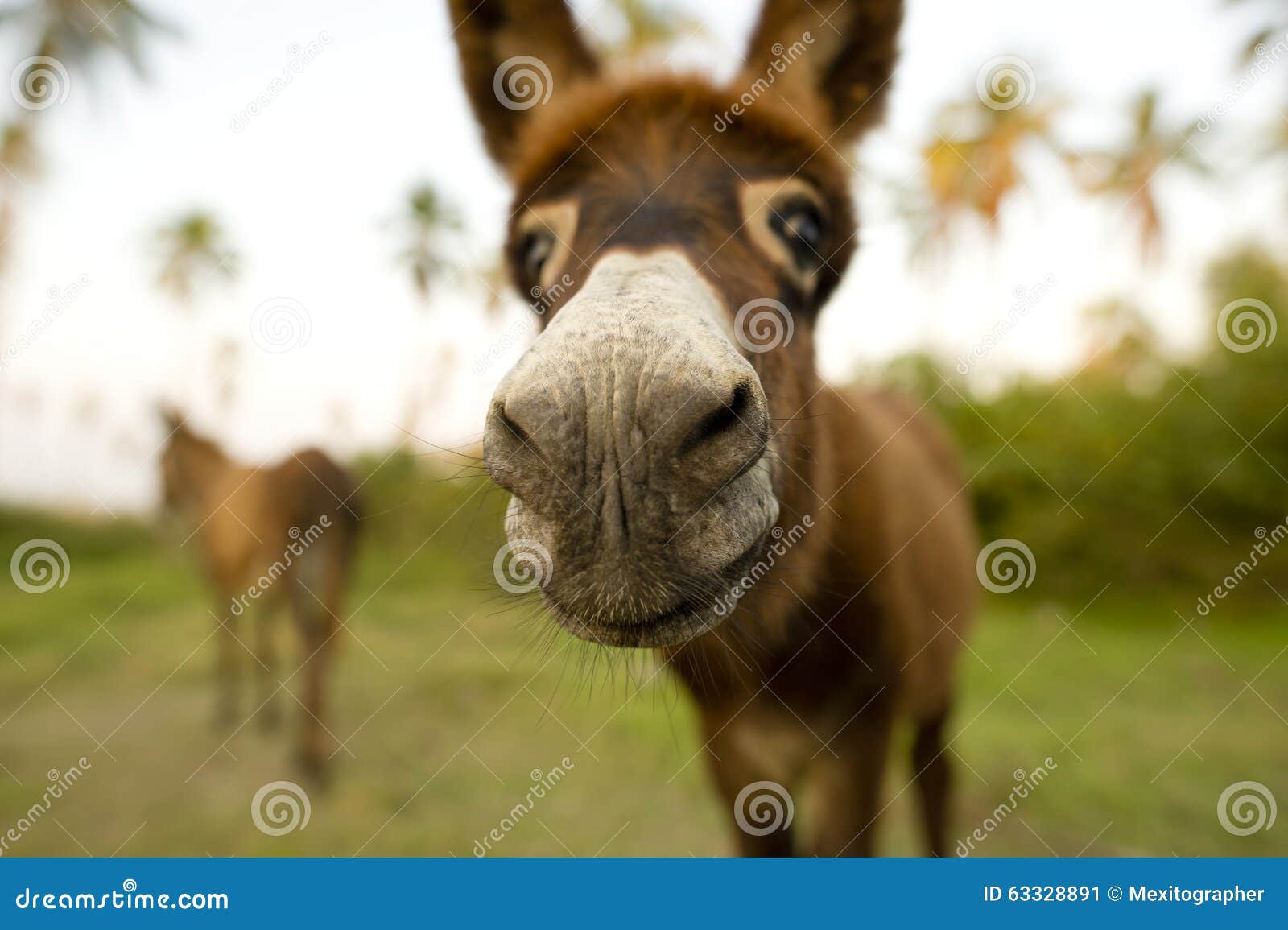 Donkey stock image. Image of eyes, closeup, camera, cute - 63328891