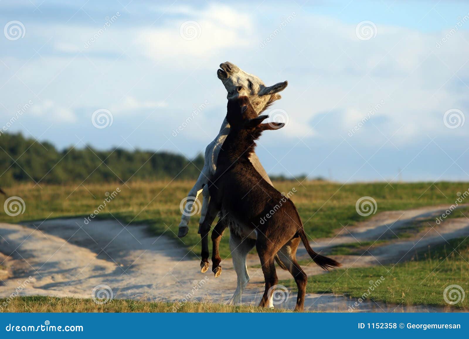 Donkey dance stock photo. Image of animal, affection, female - 1152358