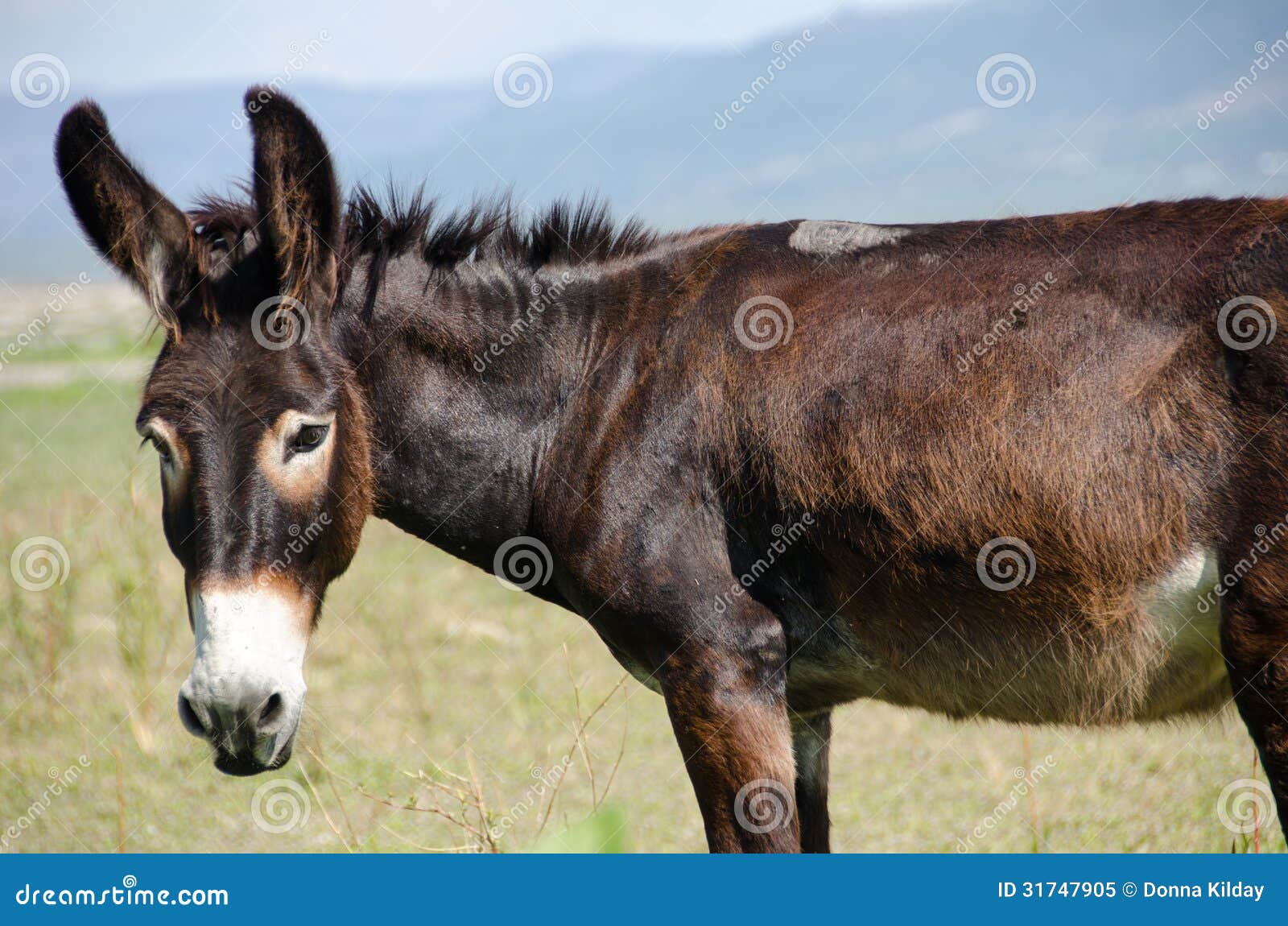 Donkey stock image. Image of farm, donkey, animal, clouds - 31747905