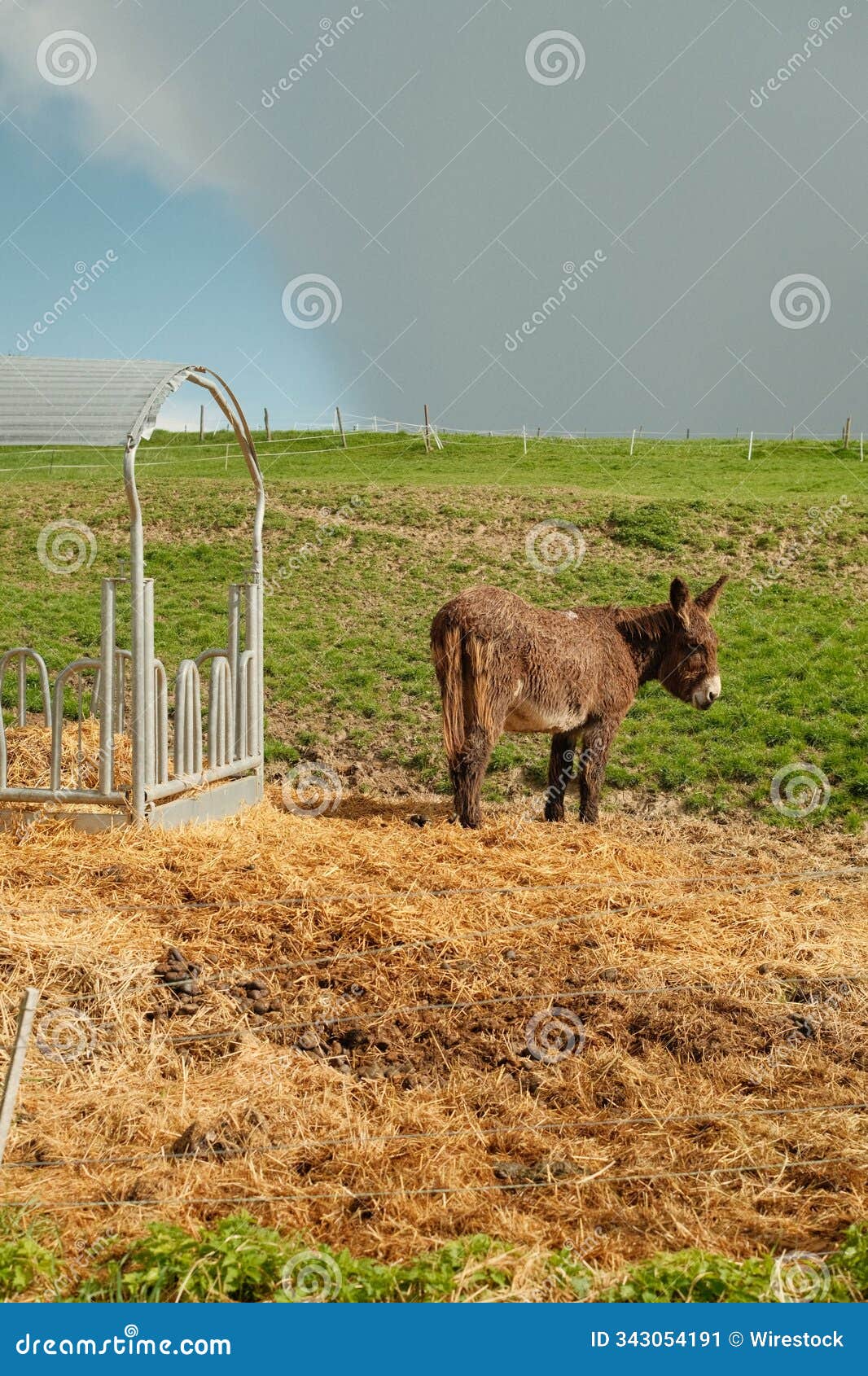 Donkey is Depicted Standing in the Middle of a Wide Field Stock Image ...