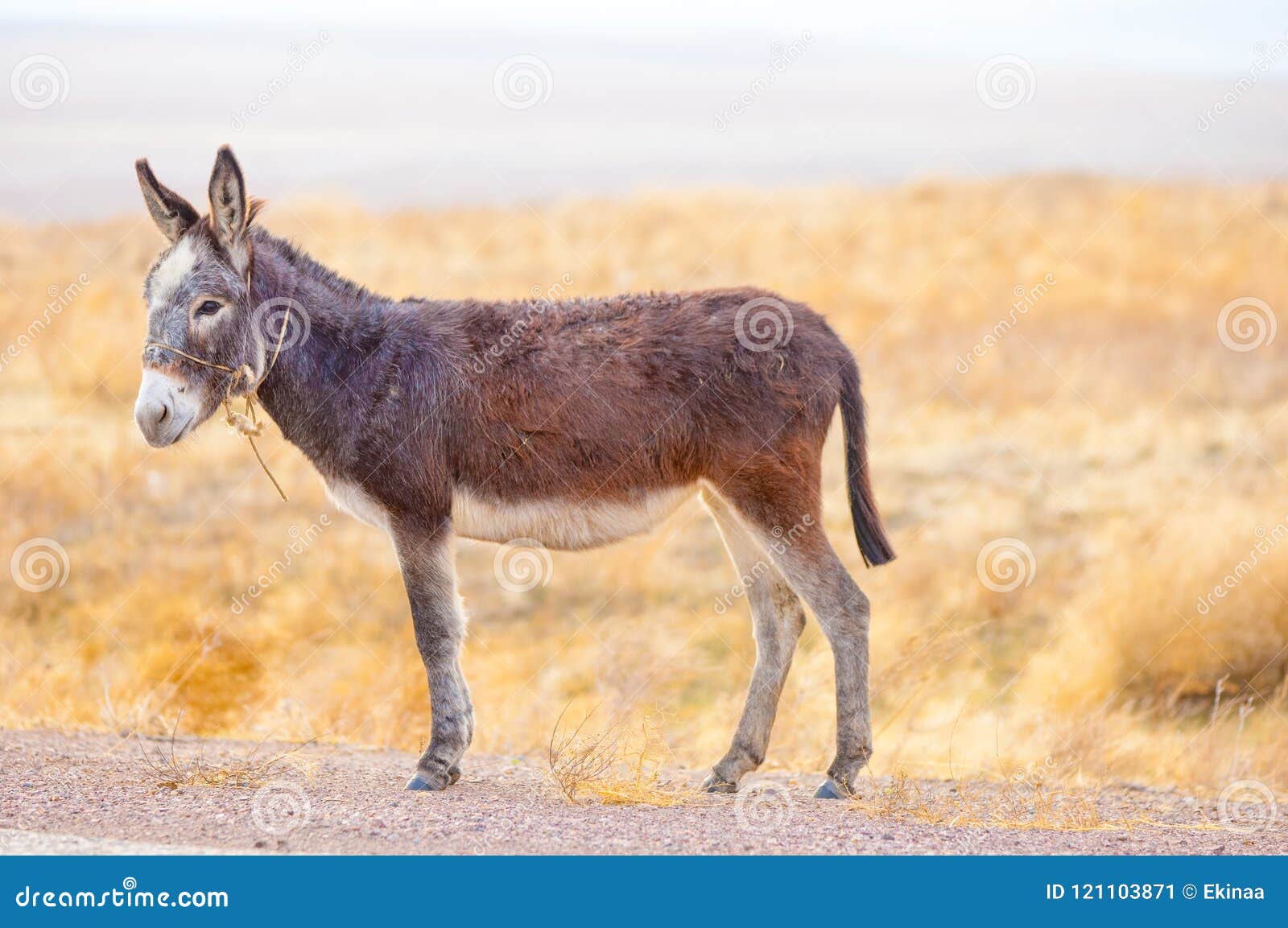 Donkey stock image. Image of herbivorous, beautiful - 121103871