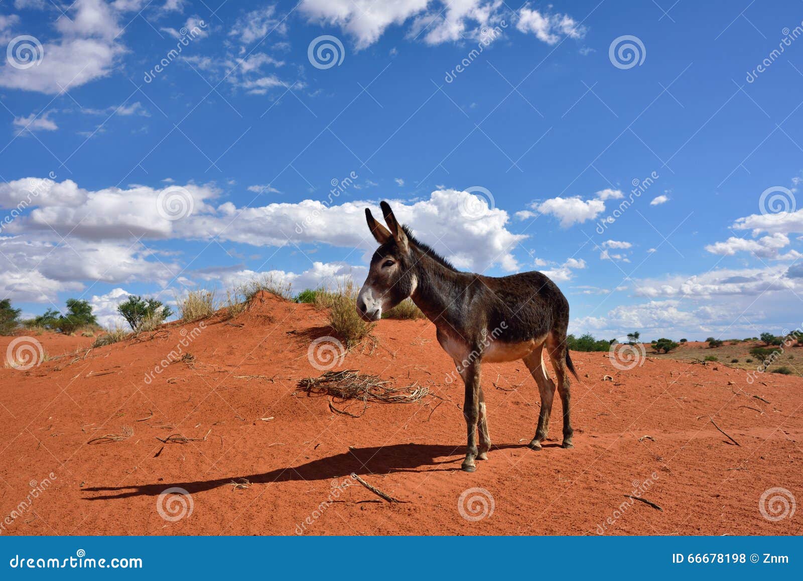 Donkey in desert stock photo. Image of earth, kalahari - 66678198