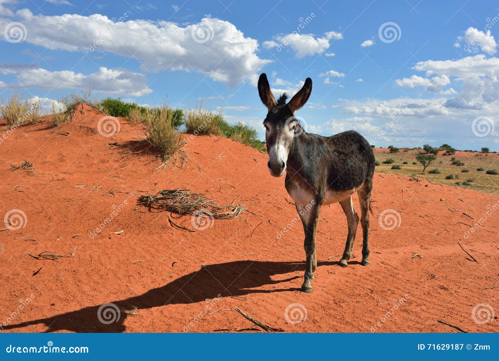 Donkey in the desert stock image. Image of arid, camelthorn - 71629187