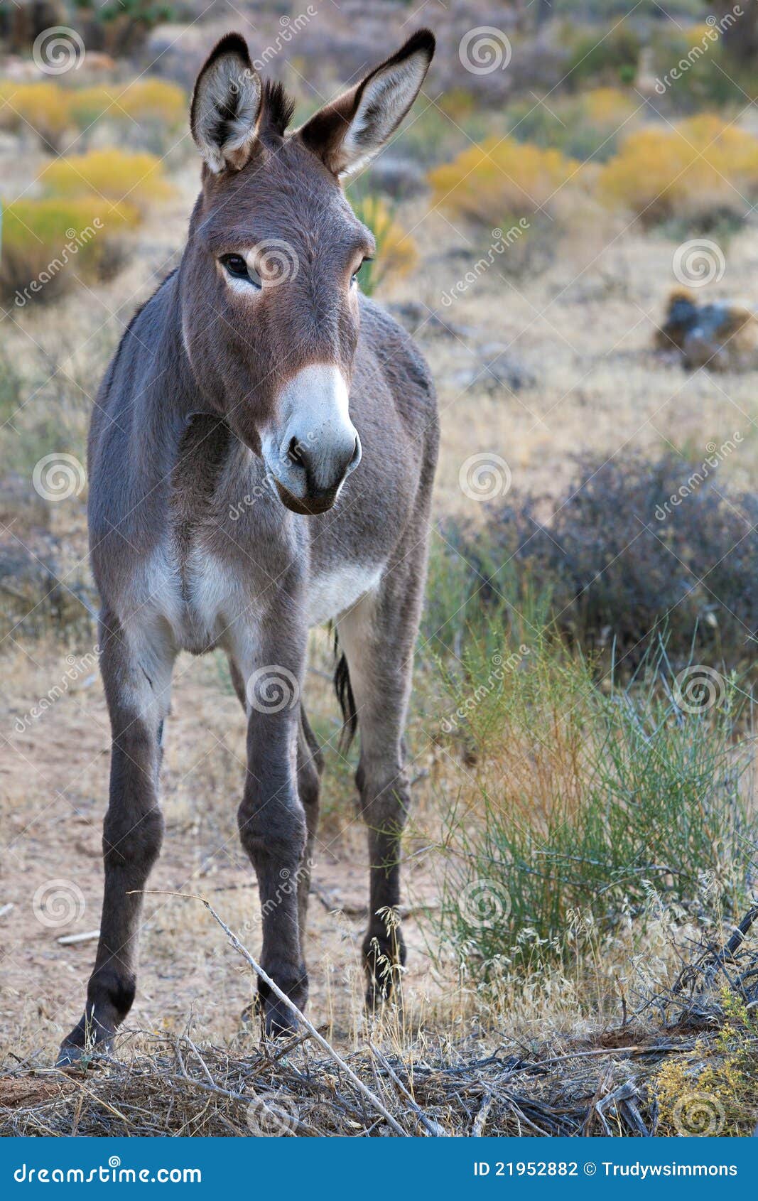 Donkey in the Desert of Nevada, USA Stock Photo - Image of west ...