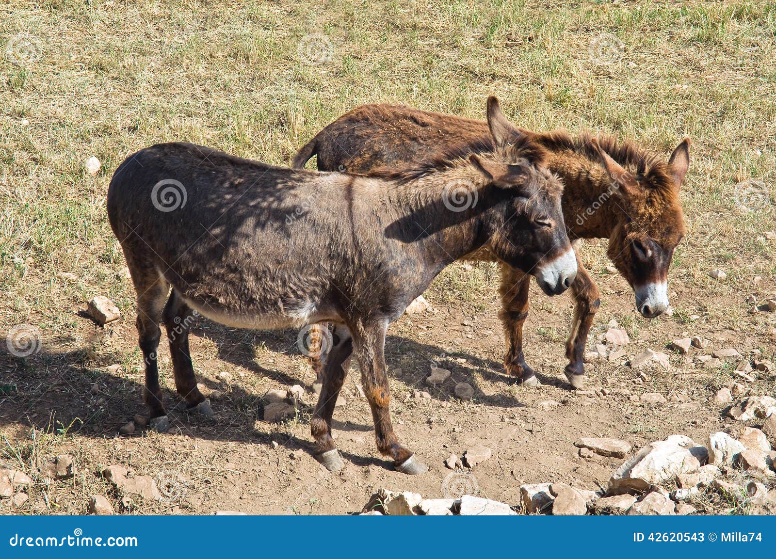 Donkey. stock image. Image of detail, county, animal - 42620543