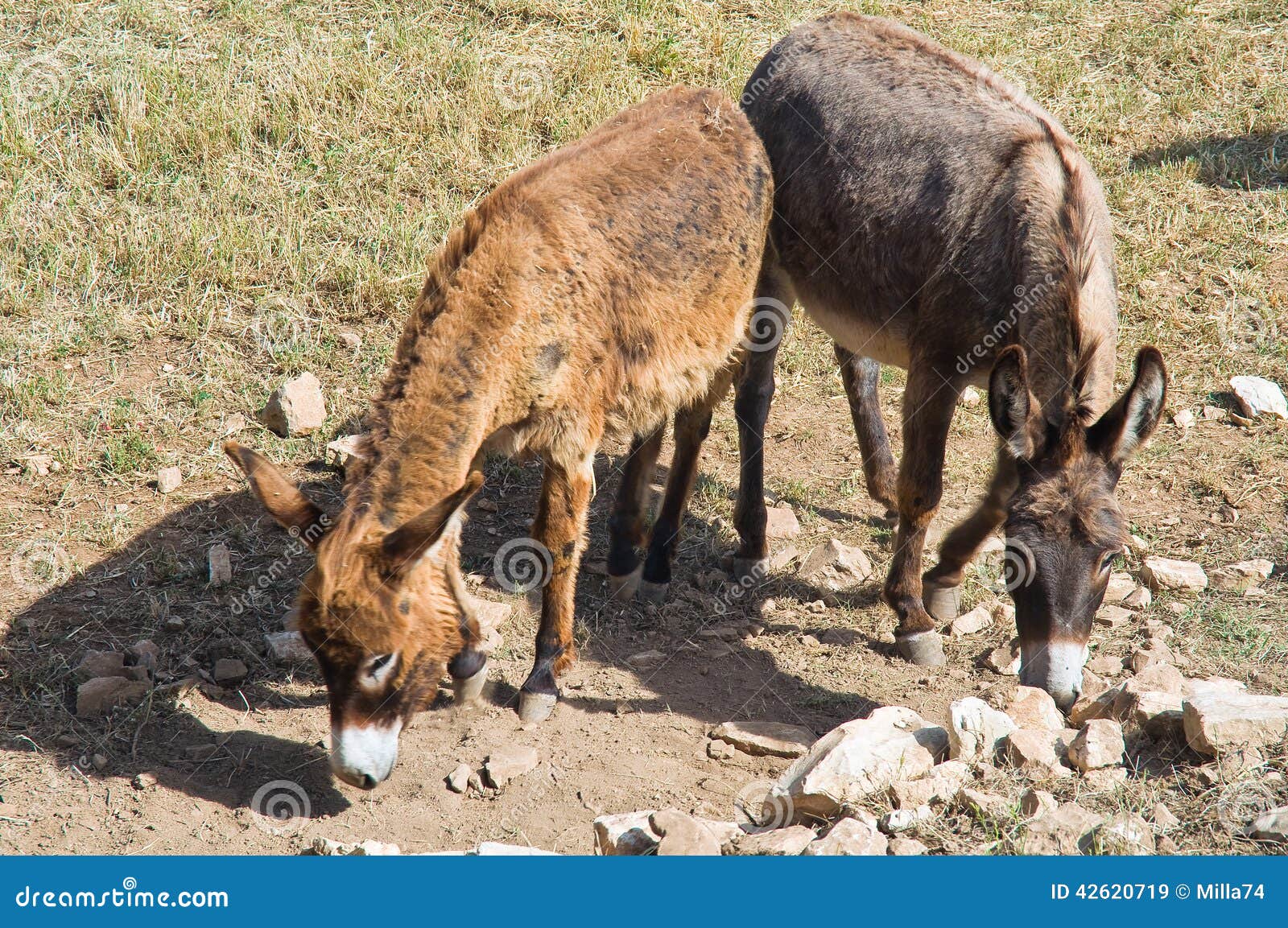 Donkey. stock image. Image of country, farmland, field - 42620719