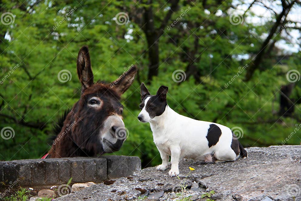 Donkey and dog stock photo. Image of ayrshire, branch - 21298214