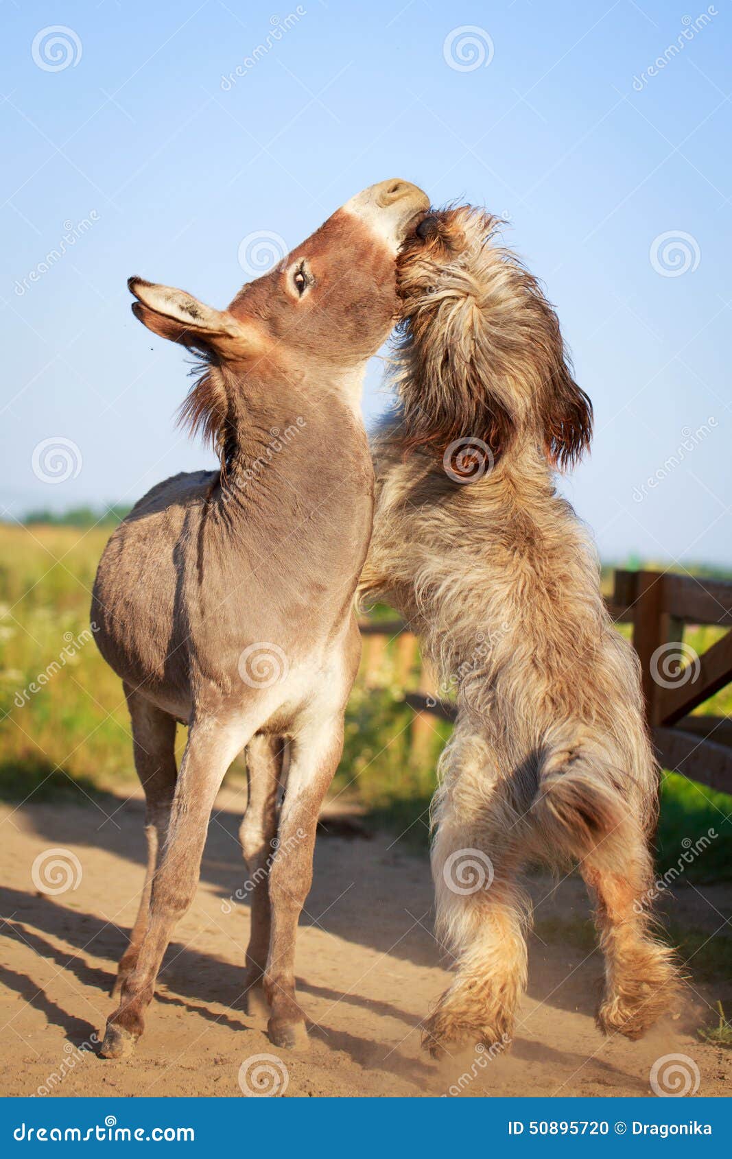 Donkey and dog stock photo. Image of nature, farm, gray - 50895720