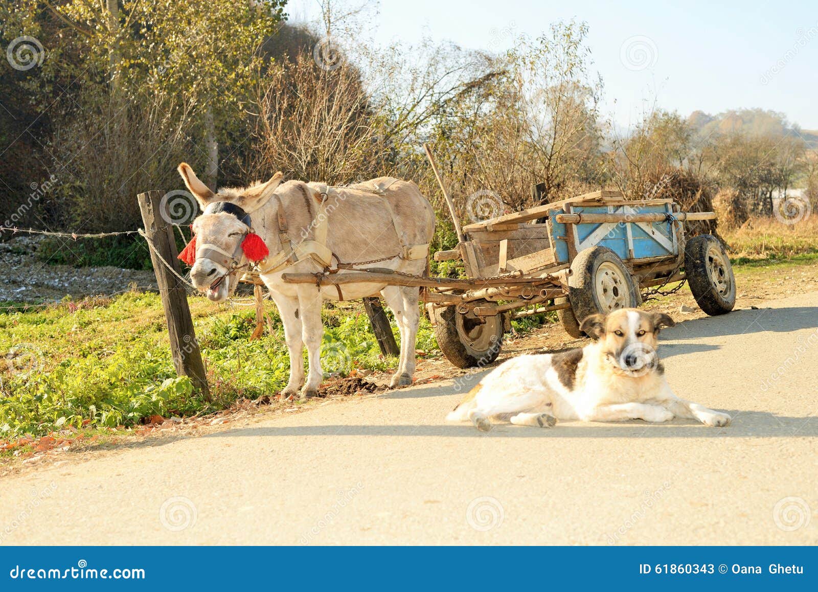 Donkey And The Corn Royalty-Free Stock Photography | CartoonDealer.com ...