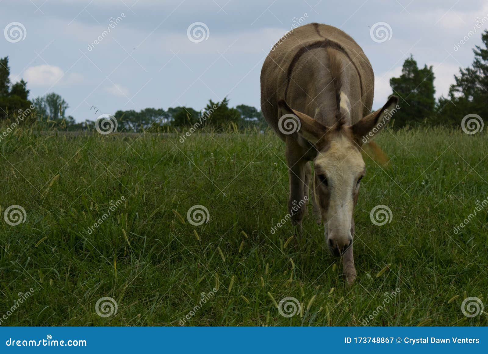 Donkey stock image. Image of farm, burro, mammal, wild - 173748867