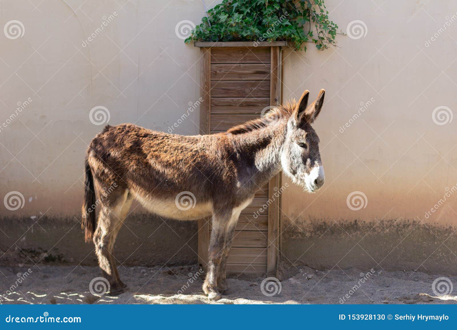 Donkey stock photo. Image of donkey, animal, domestic - 153928130