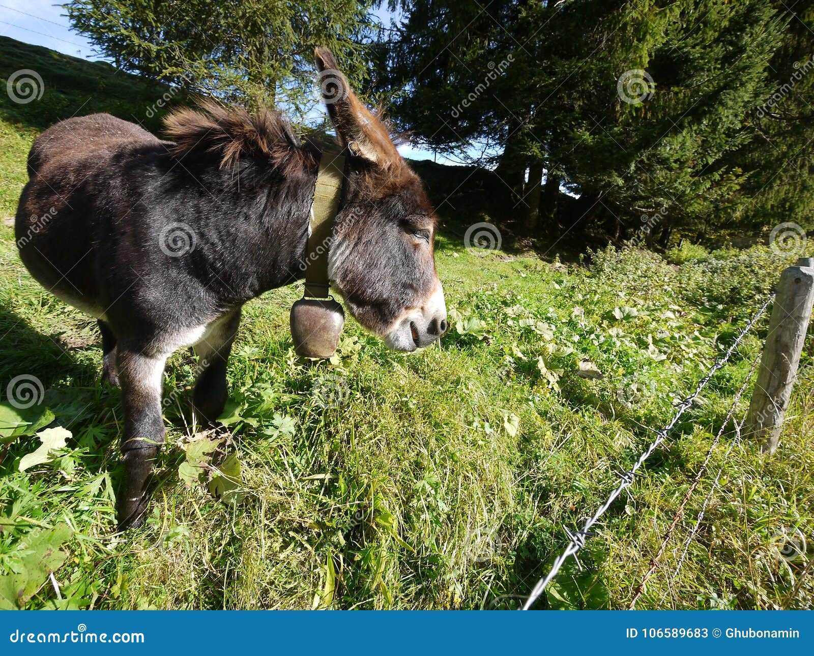 Donkey stock image. Image of livestock, cute, farming - 106589683