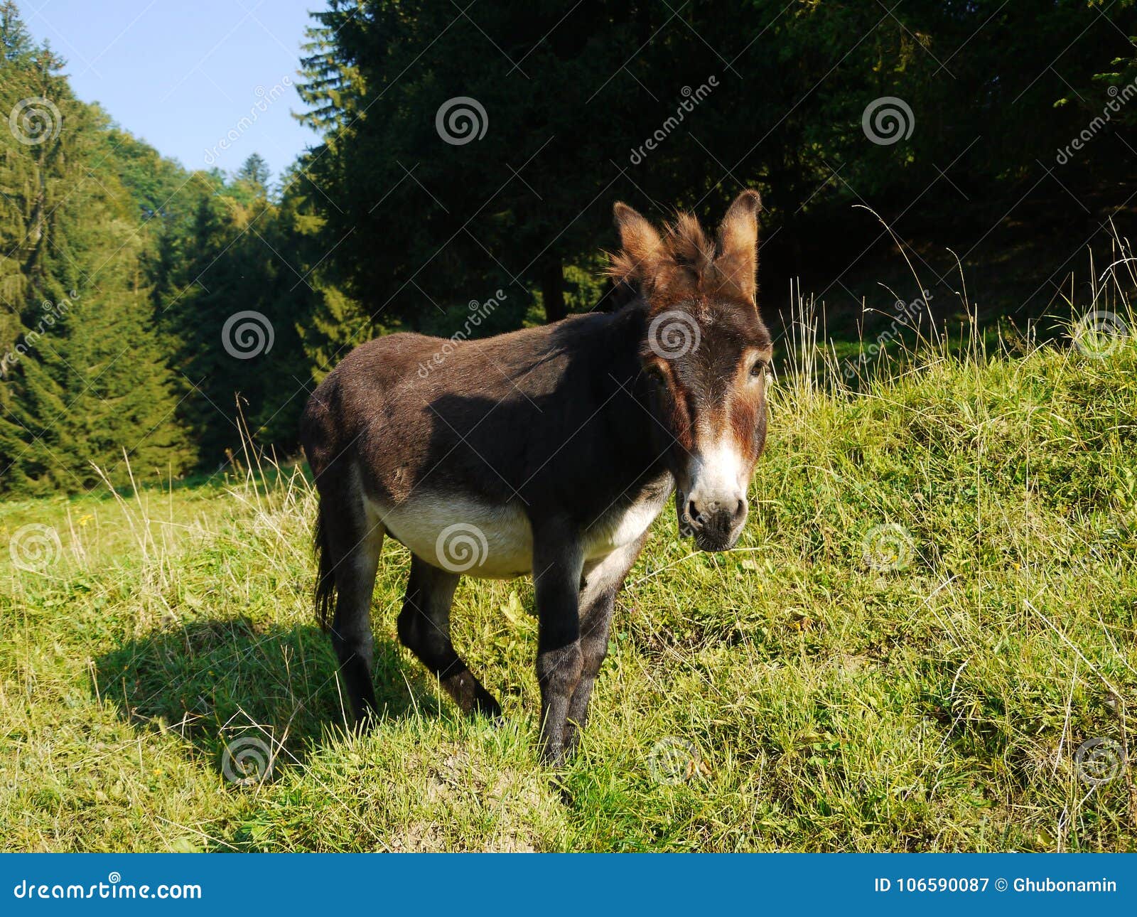Donkey stock image. Image of farm, barnyard, mcdonald - 106590087