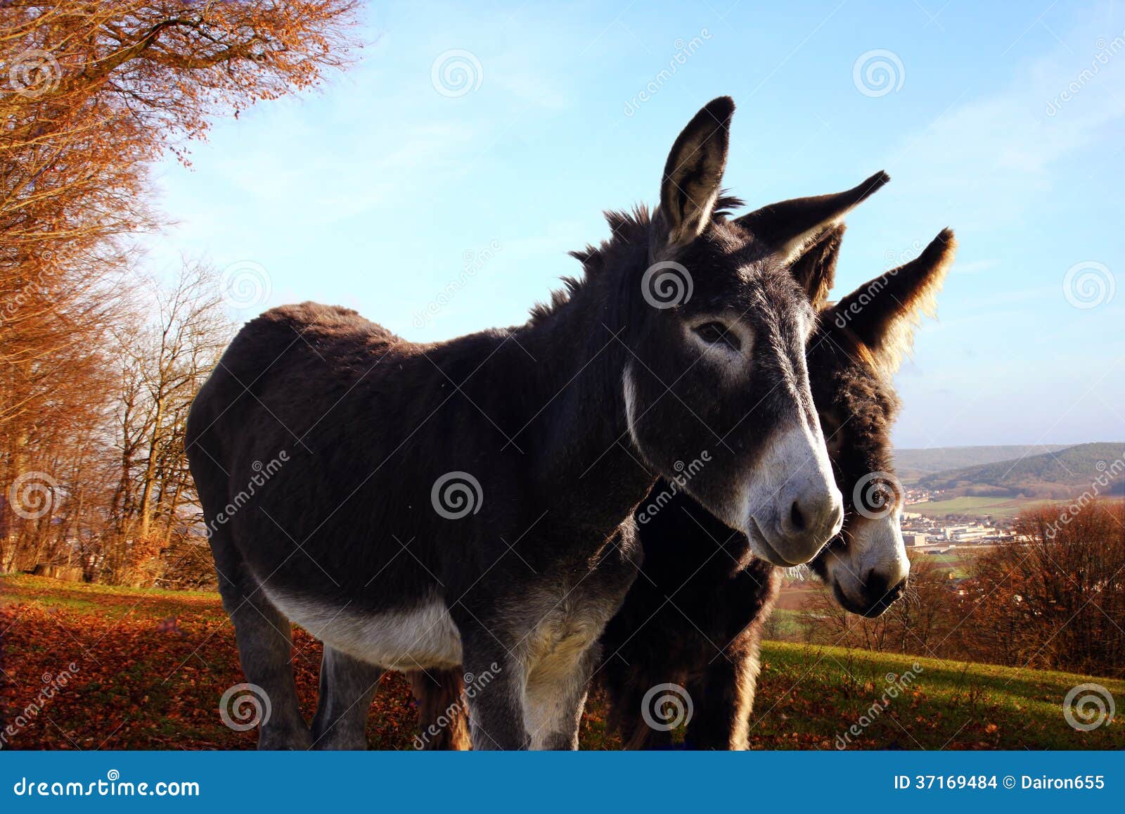 Donkey stock photo. Image of meadow, holiday, closeup - 37169484