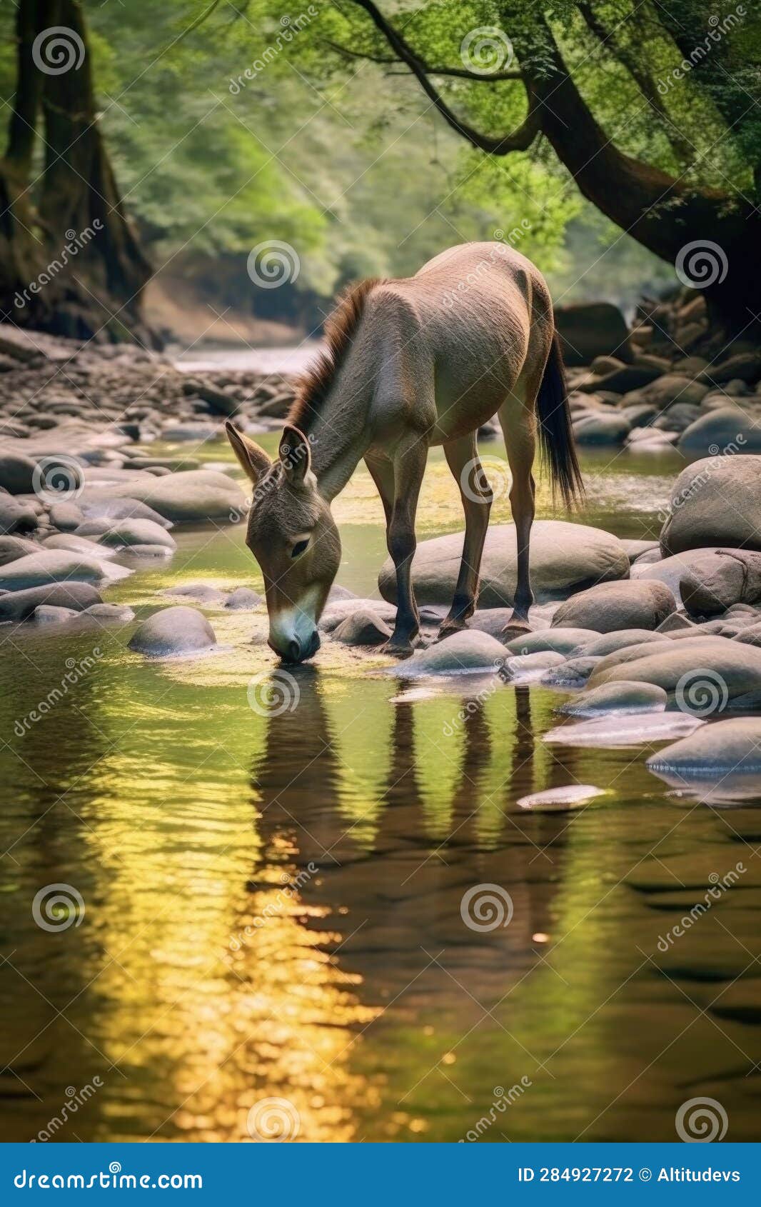 Donkey Drinking Water from a Clear Stream Stock Illustration ...