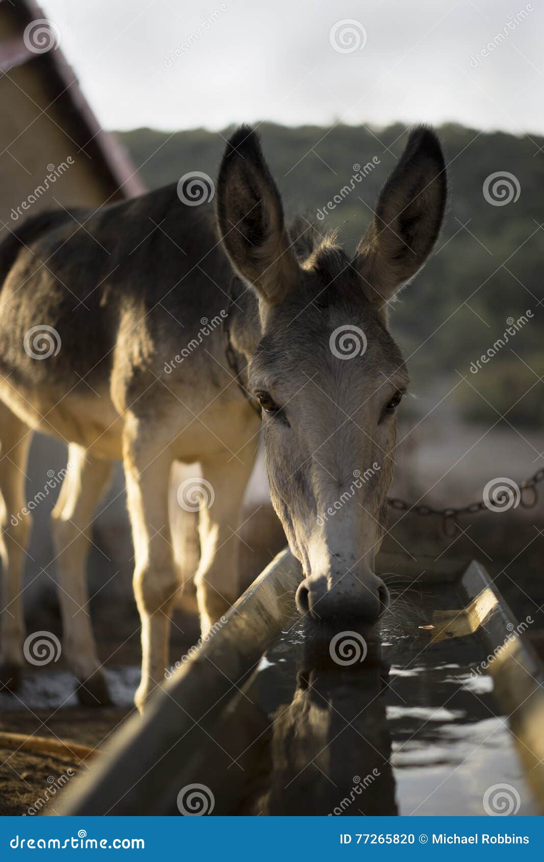 Donkey Drinking stock photo. Image of flock, water, trough - 77265820