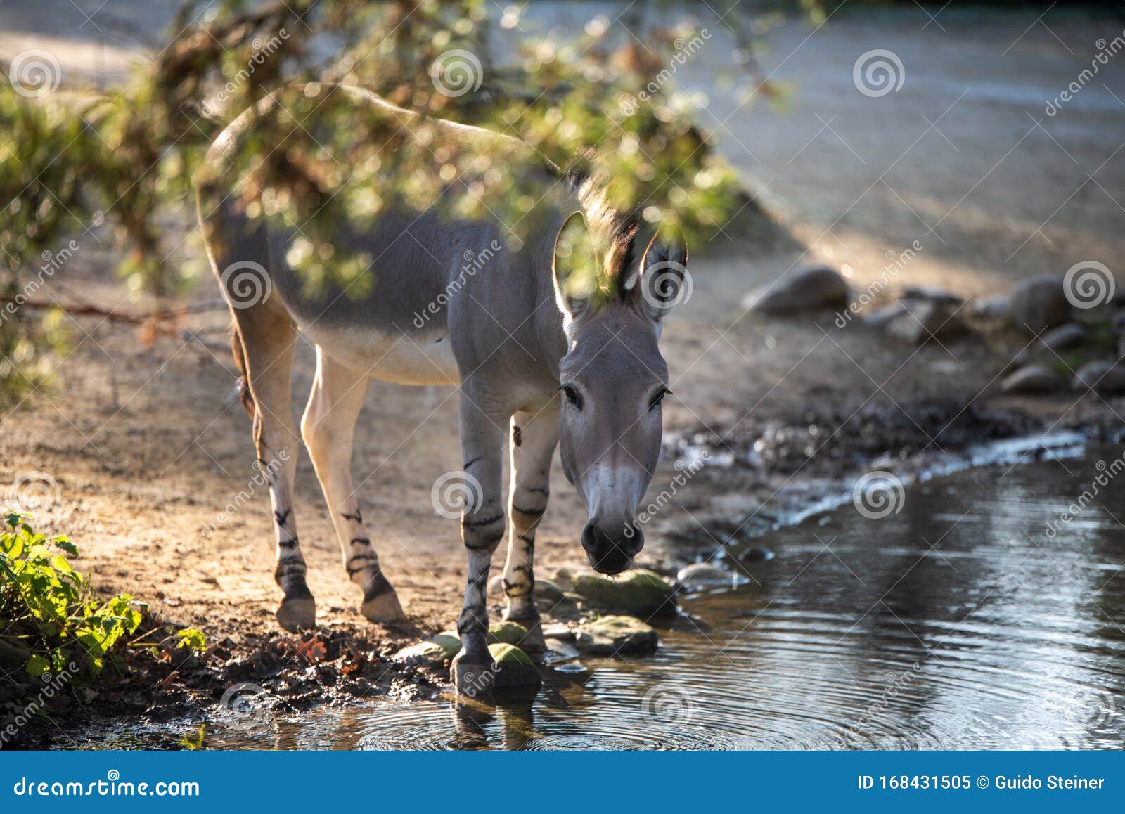 A Donkey Drinks Water on a Calm Stream. Stock Image - Image of wild ...