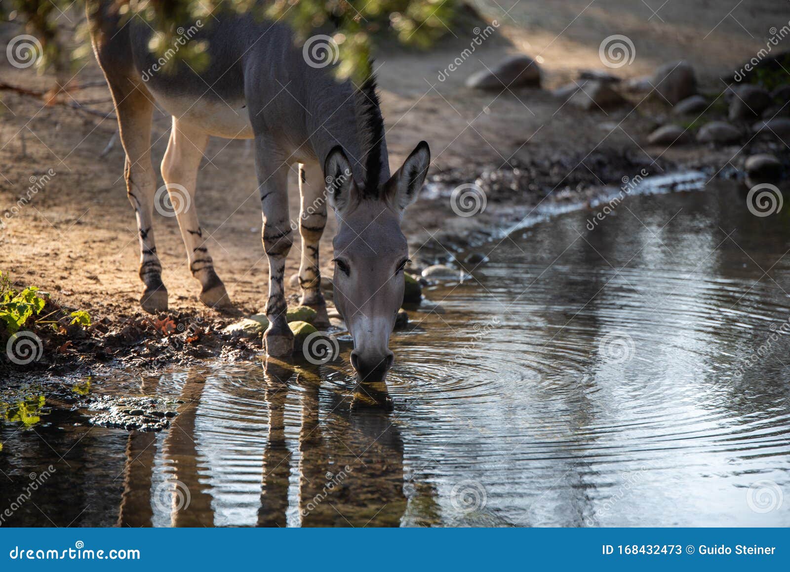 A Donkey Drinks Water on a Calm Stream. Stock Image - Image of mammal ...