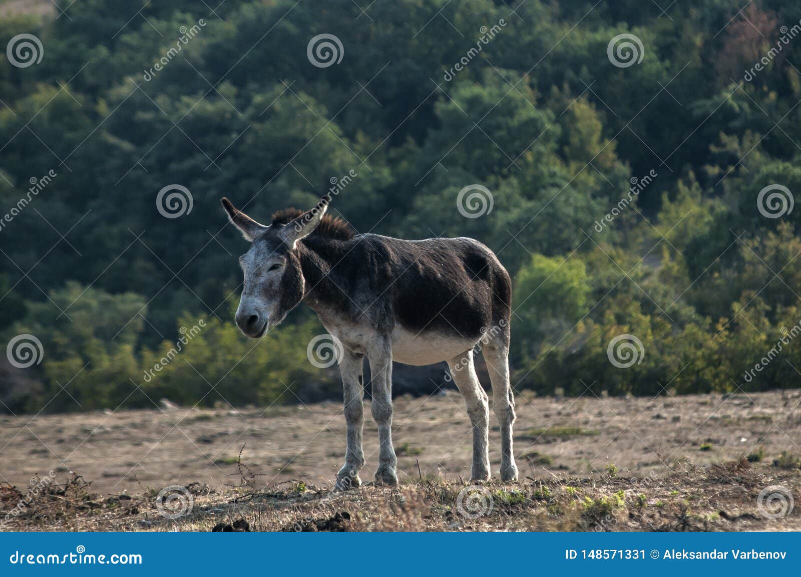 Donkey on dry grass meadow stock image. Image of country - 148571331