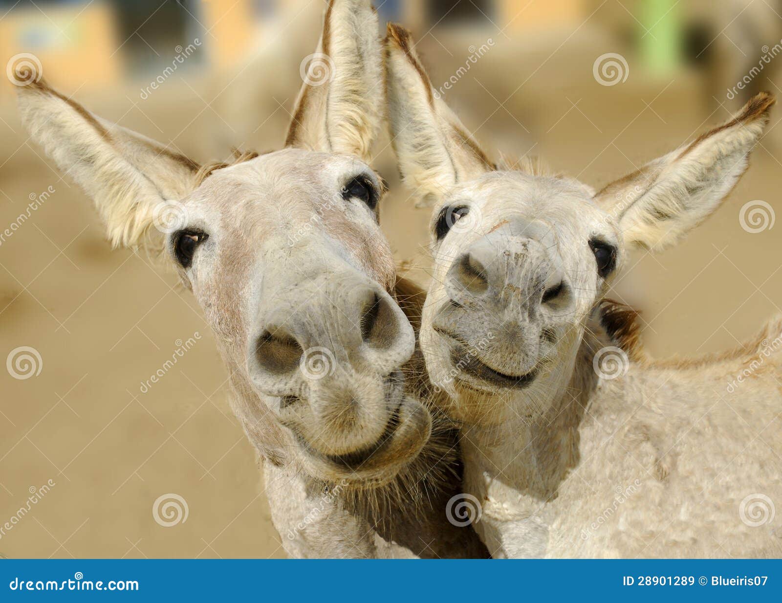 Donkey Grinning Photos - Free & Royalty-Free Stock Photos from Dreamstime