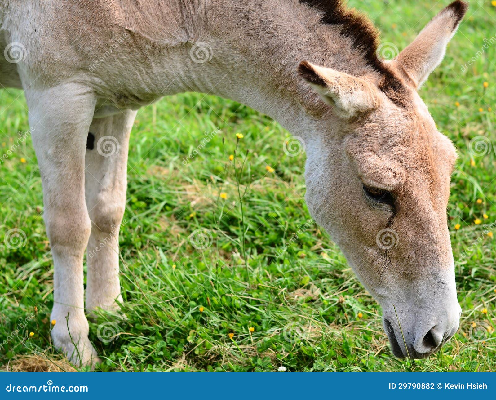 Donkey stock photo. Image of countryside, farm, cute - 29790882