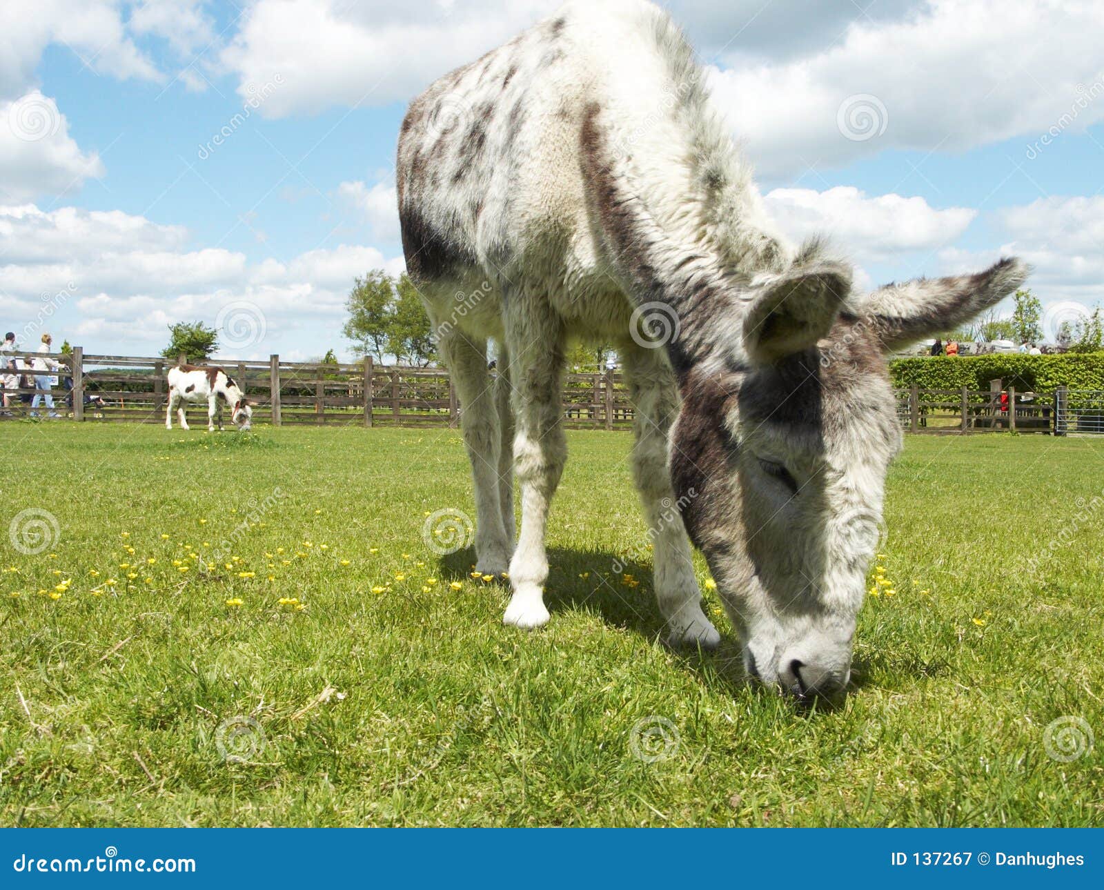 Donkey eating stock image. Image of empty, donkey, grass - 137267