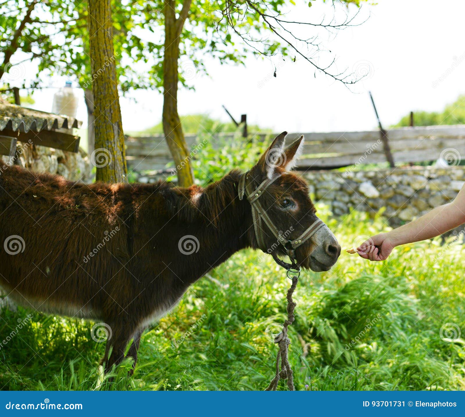 Donkey eating biscuits stock image. Image of field, cute - 93701731