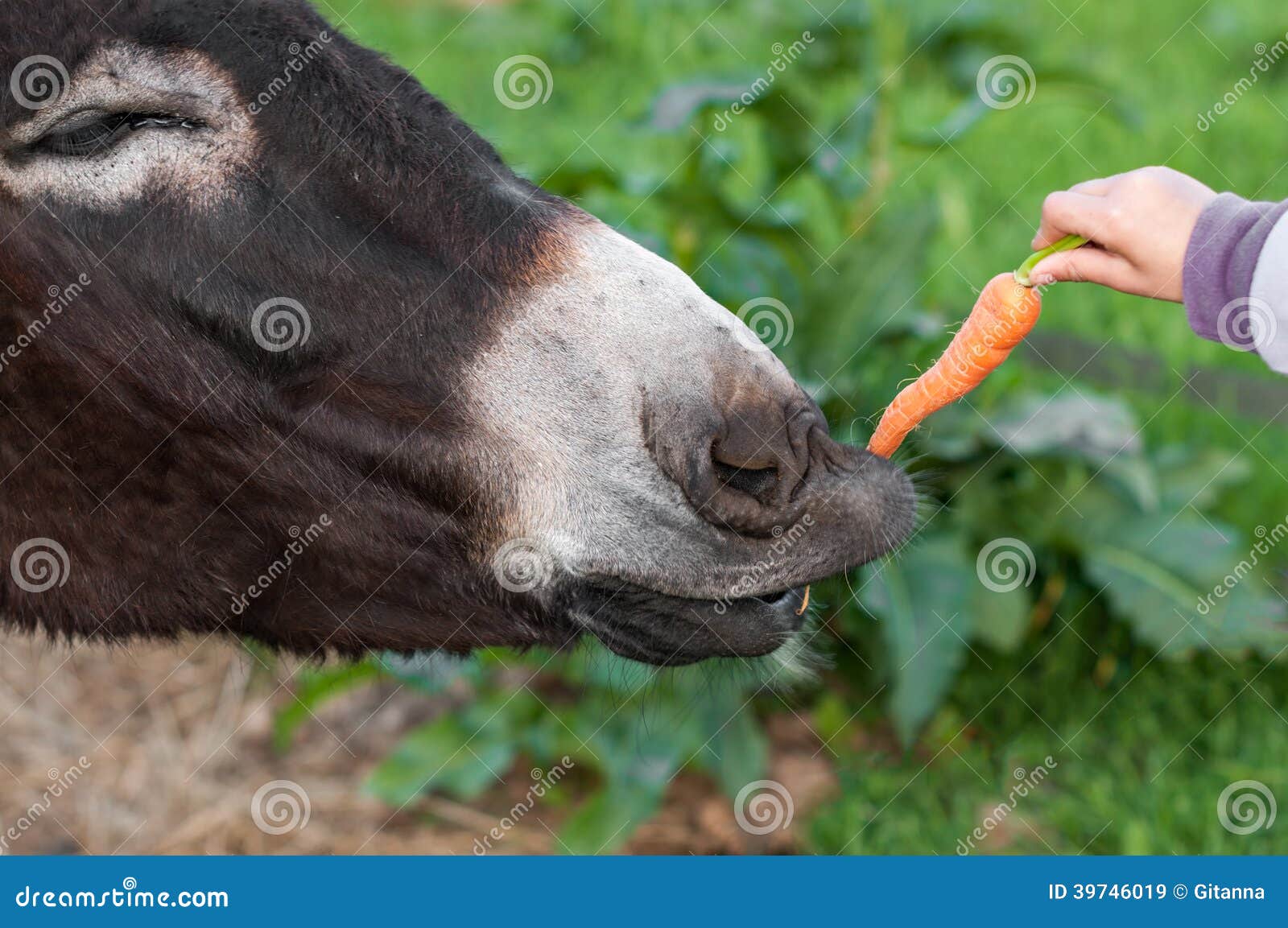 Donkey eating carrot stock image. Image of domestic, cute - 39746019