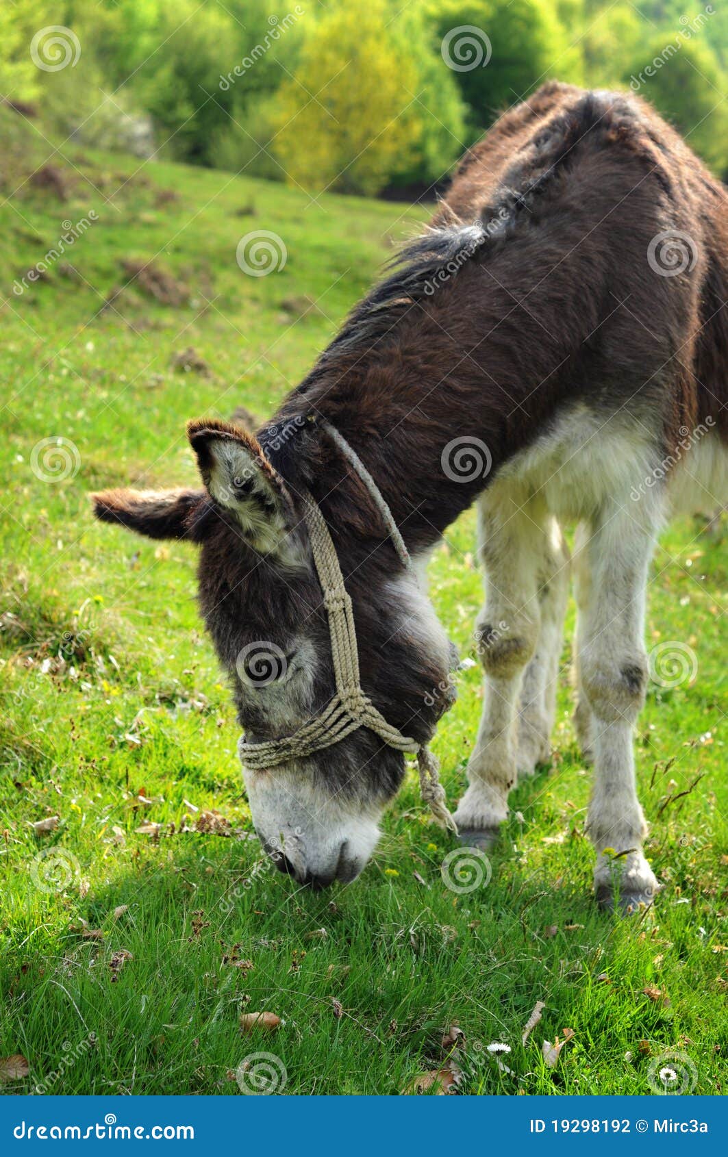 Donkey eating grass stock photo. Image of animals, donkey - 19298192