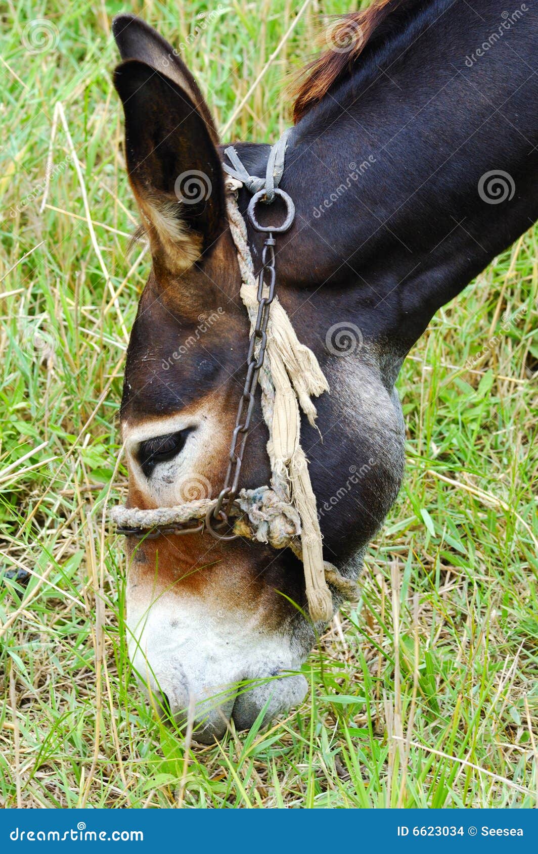 Donkey eating grass stock photo. Image of beast, equus - 6623034