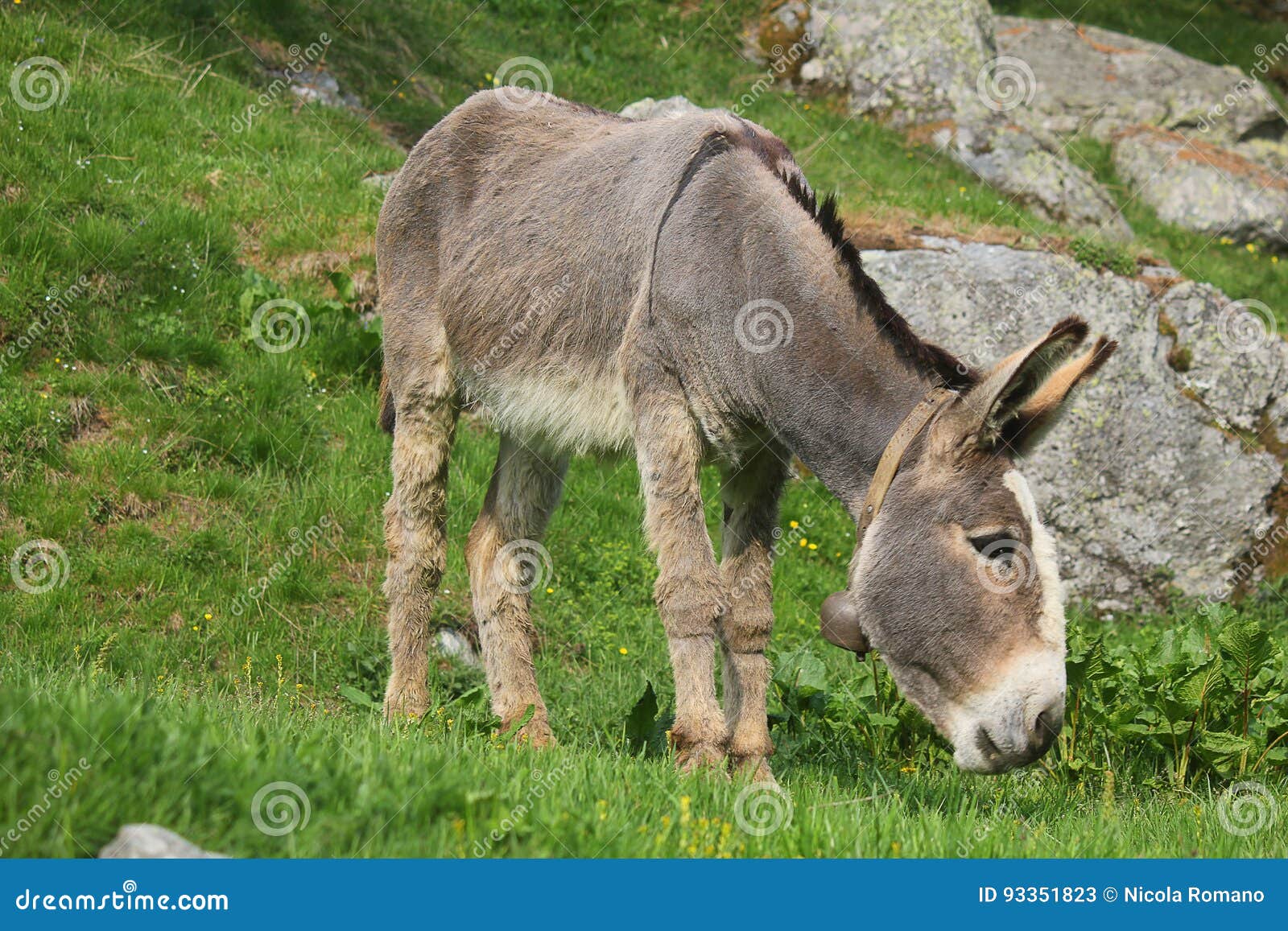 Donkey eating in the grass stock image. Image of vegetation - 93351823