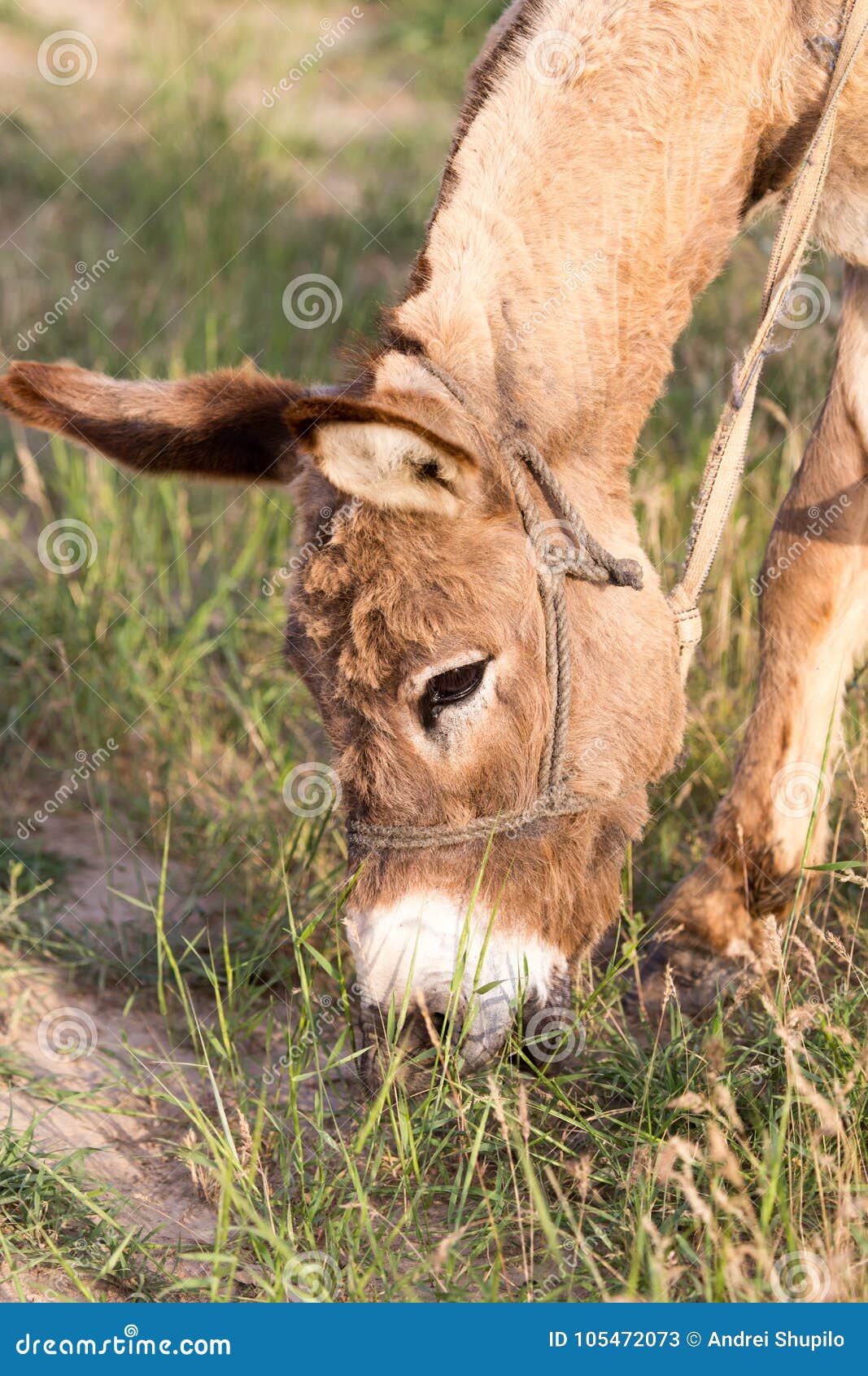Donkey eating grass stock image. Image of ears, donkey - 105472073