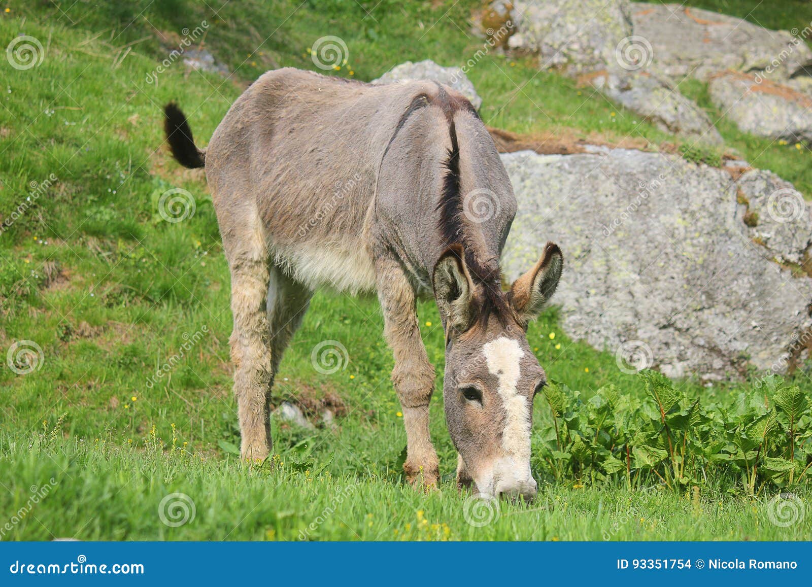 Donkey Eating Grass in the Field Stock Photo - Image of donkey, mammal ...