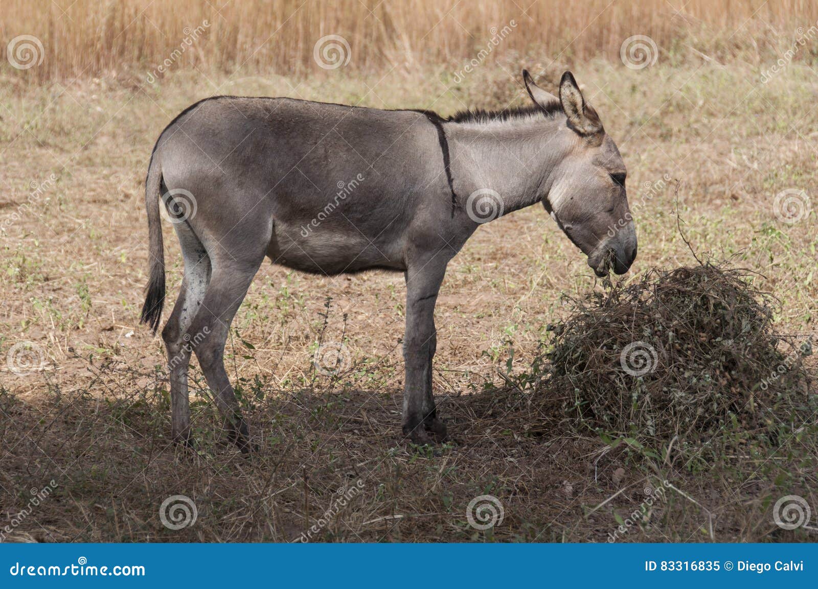 Donkey stock image. Image of load, plain, livestock, tour - 83316835