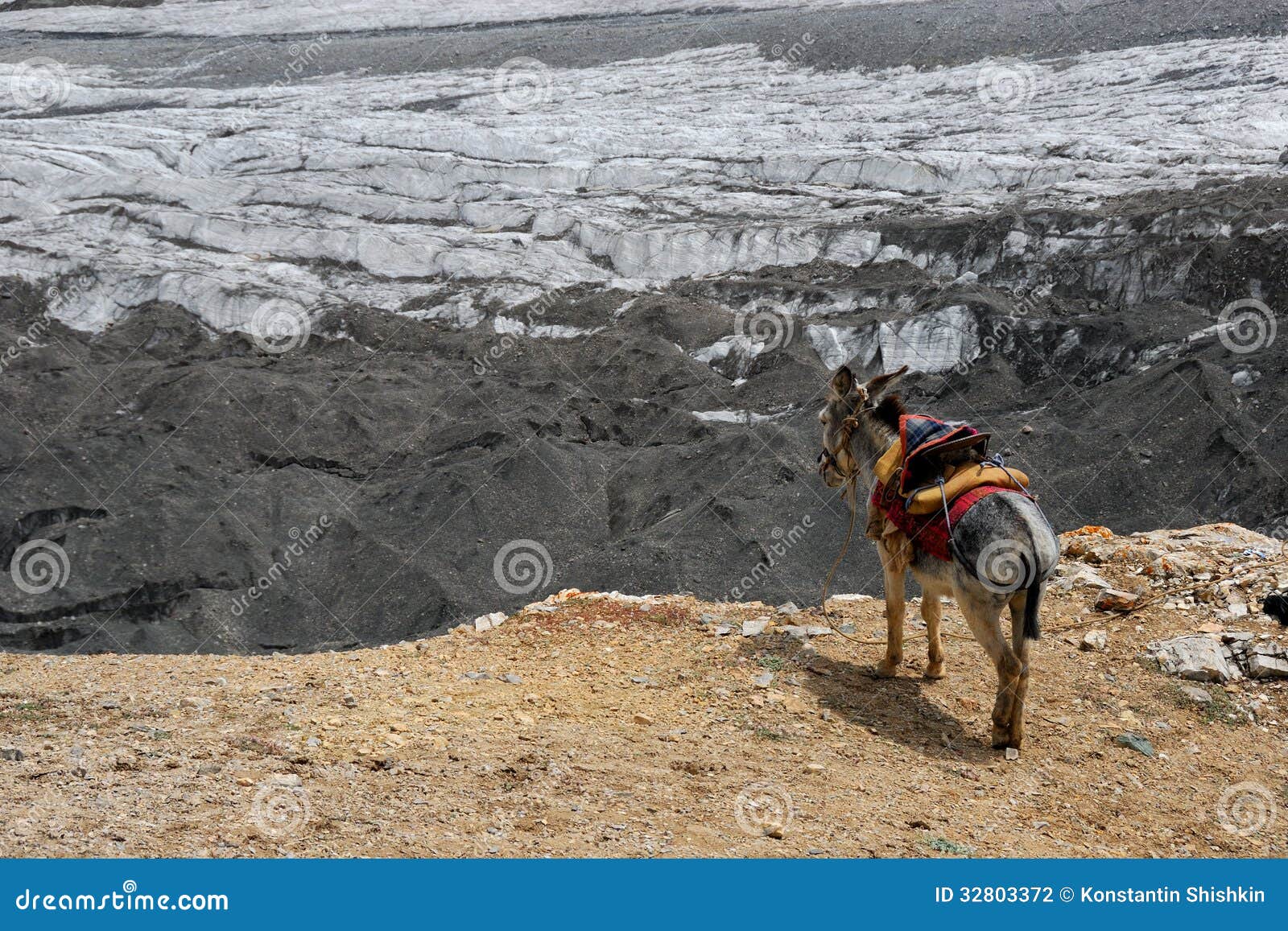 Donkey on the edge of rock stock photo. Image of destination - 32803372