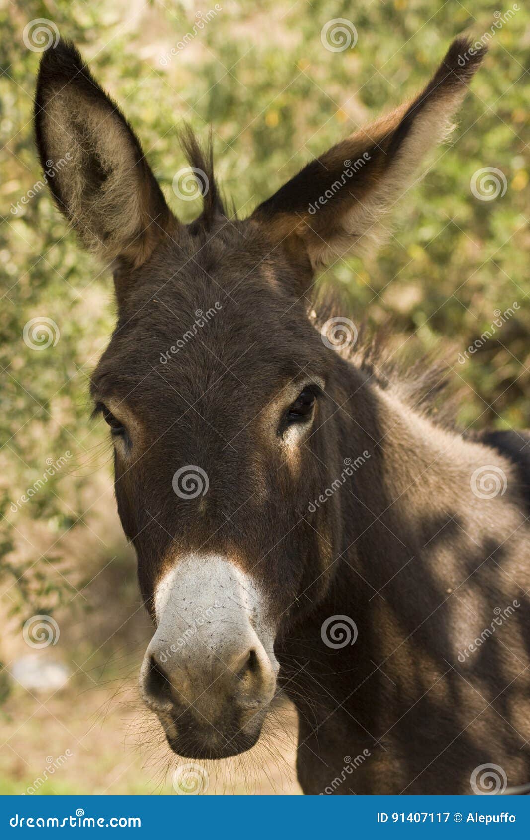 Donkey - Equus Africanus Asinus Stock Image - Image of donkeyequus ...