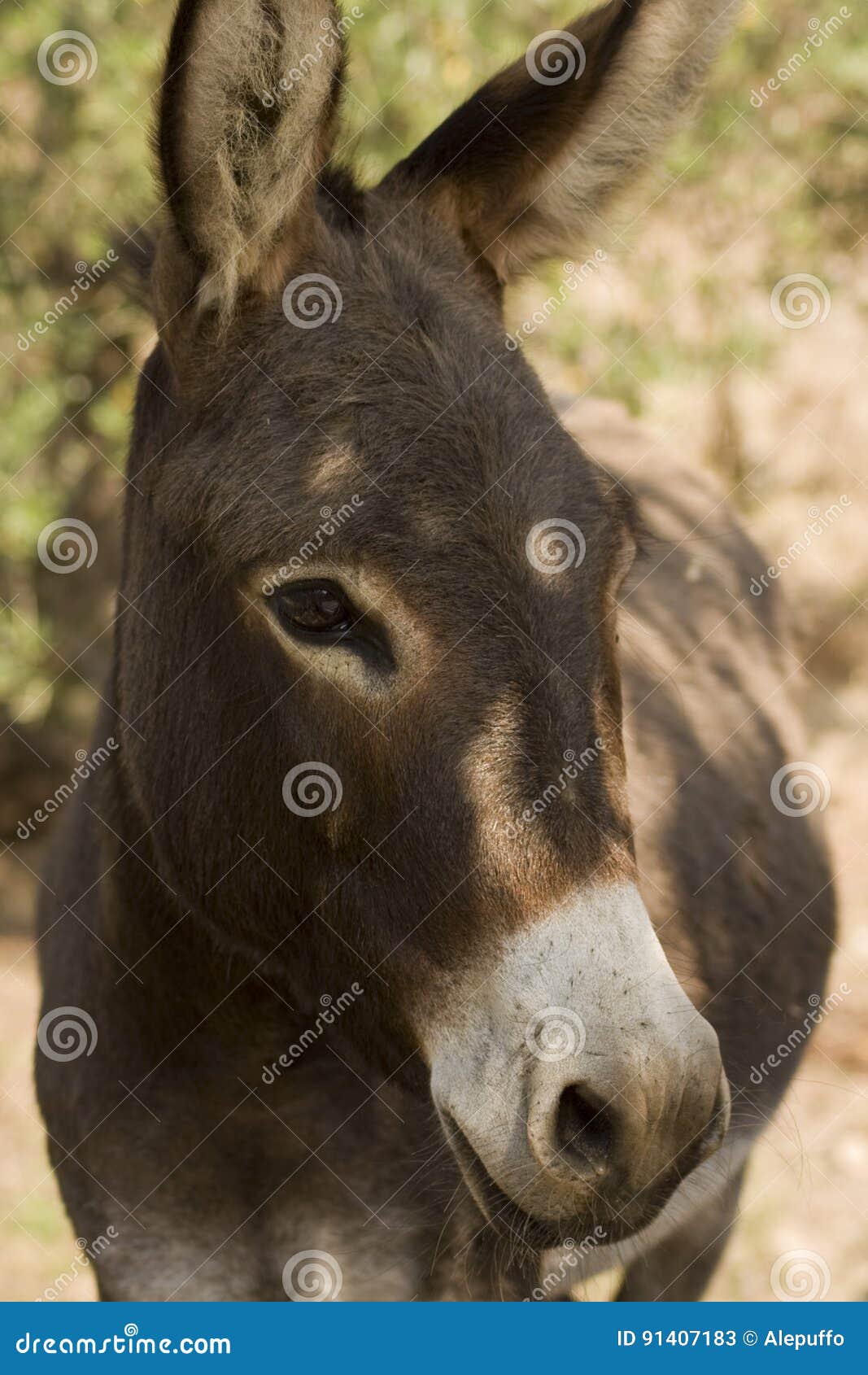 Donkey - Equus Africanus Asinus Stock Image - Image of mammal, equus ...