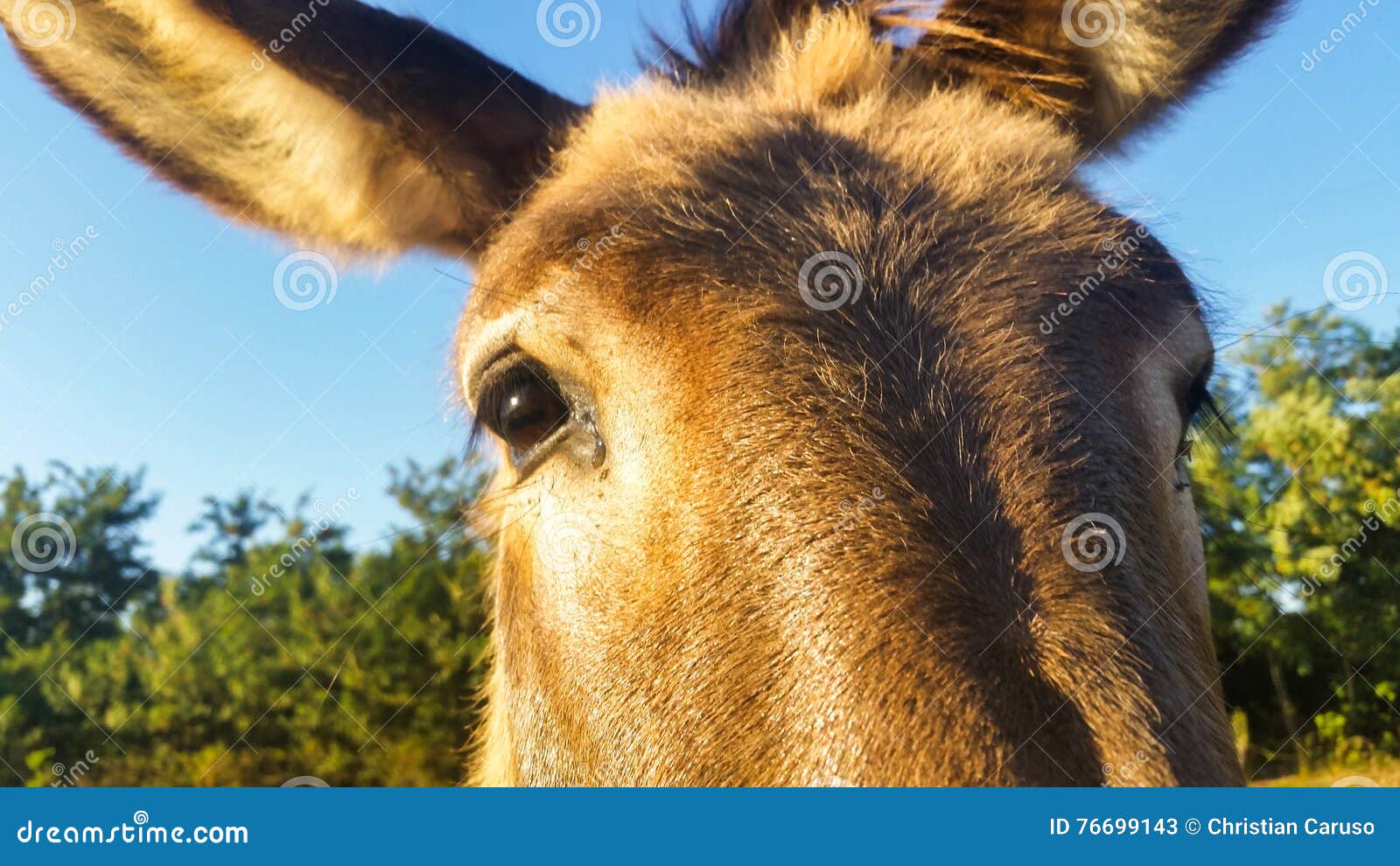 Donkey is an Extraordinary Animal, Strong and Affectionate Stock Image ...