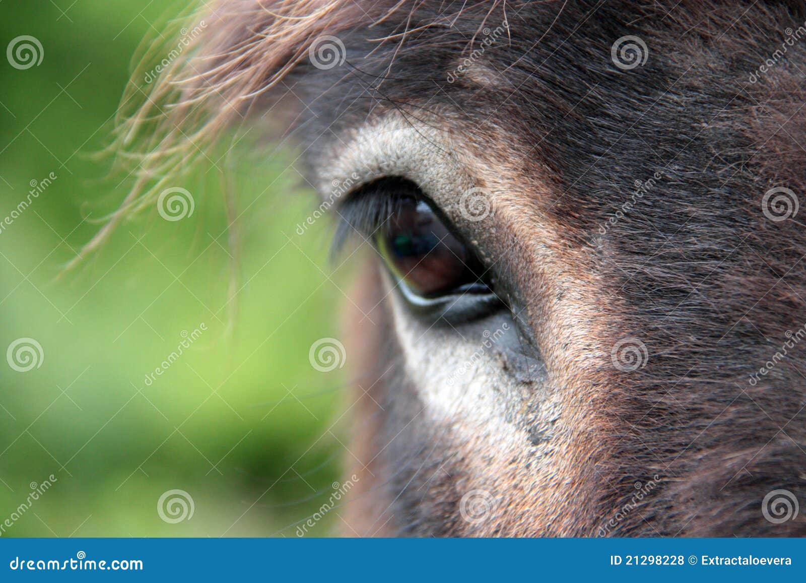 Donkey eye stock photo. Image of pupil, sunshine, eyelash - 21298228