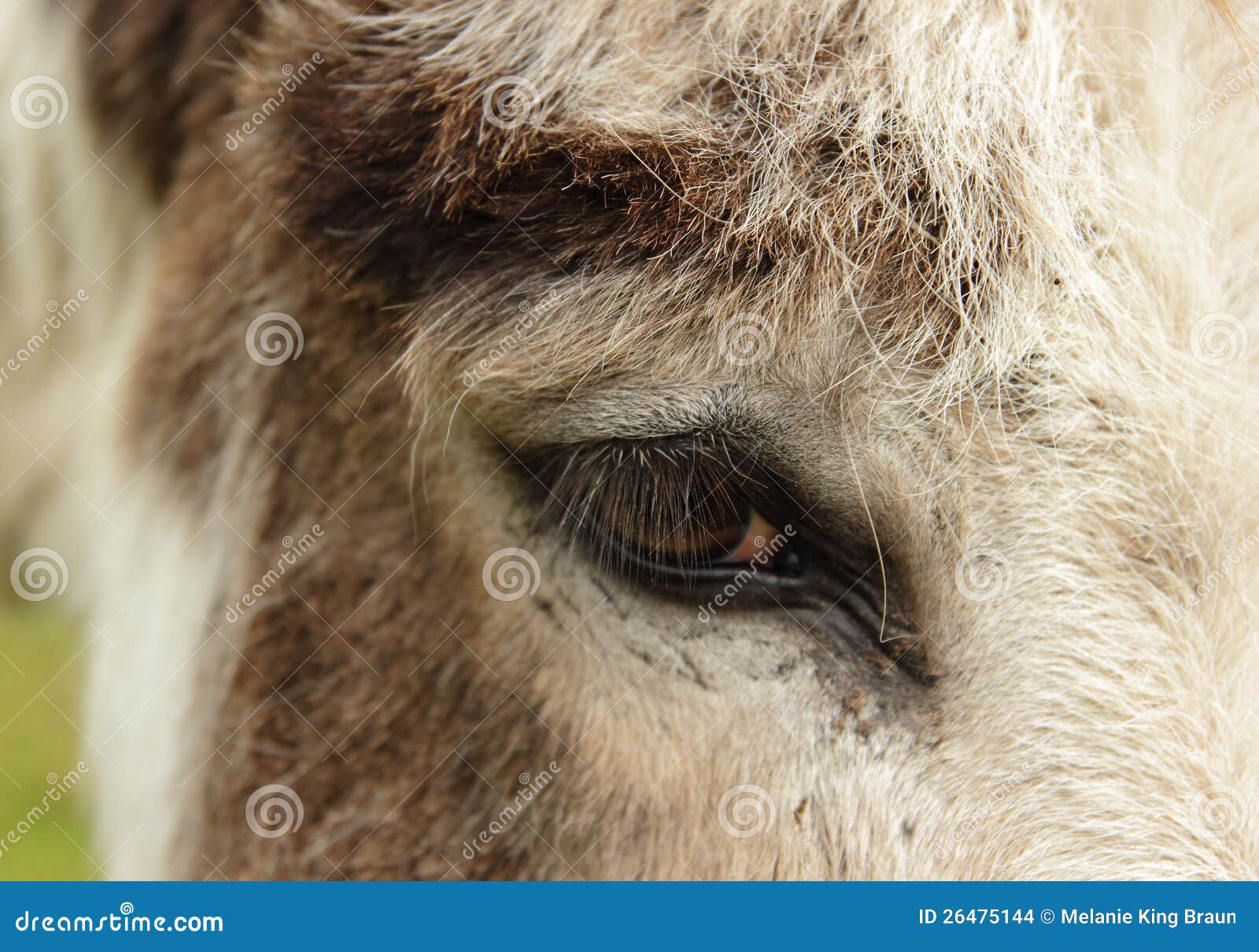 Donkey eye stock photo. Image of grey, donkey, horse - 26475144