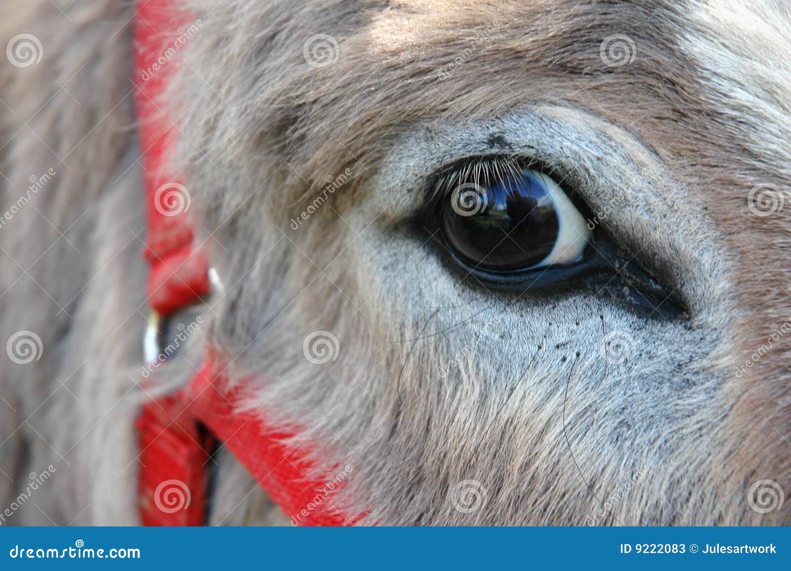 Donkey Eye stock image. Image of pasture, look, donkey - 9222083