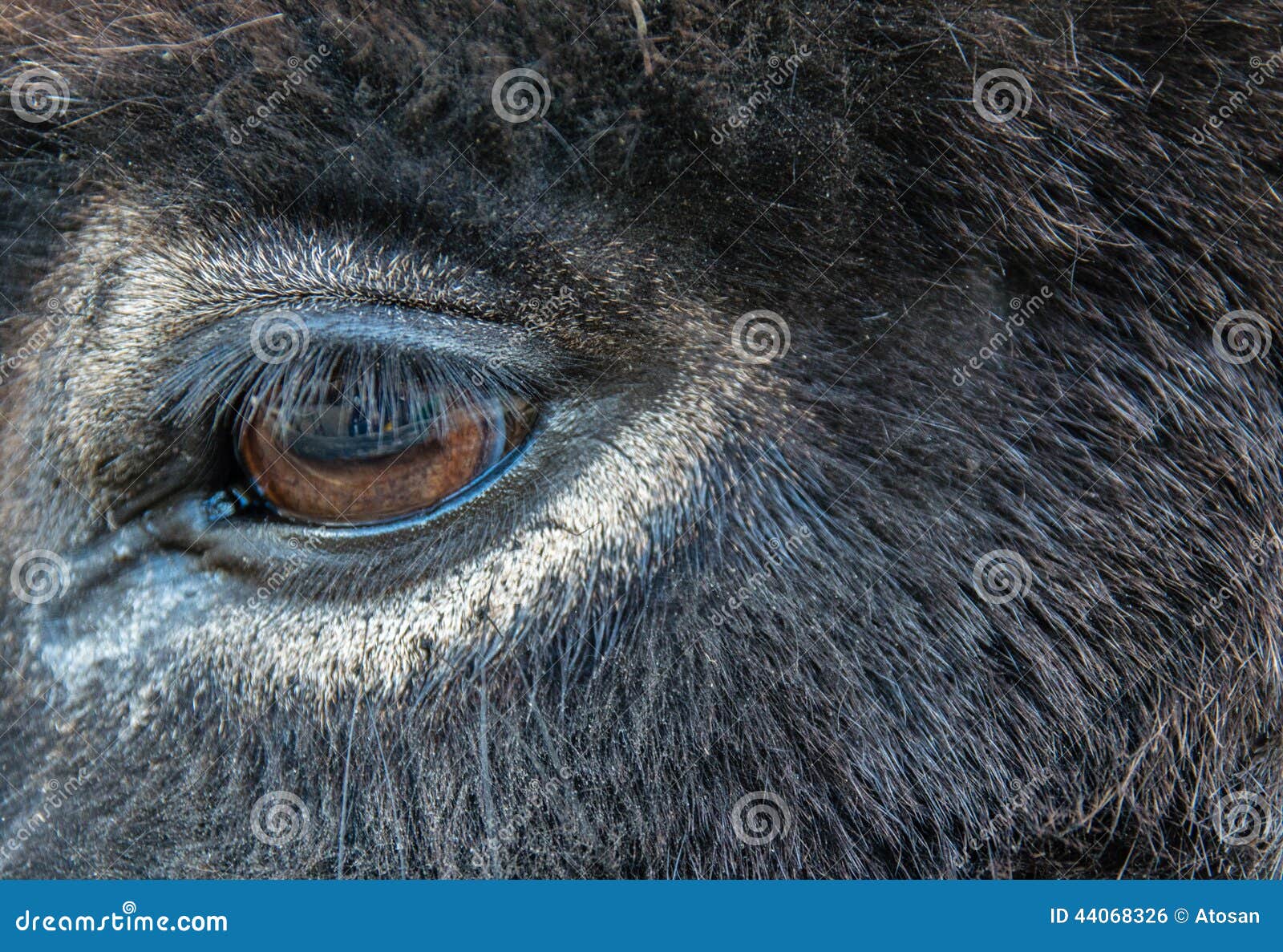 Donkey Eye stock photo. Image of eyes, holidays, farm - 44068326