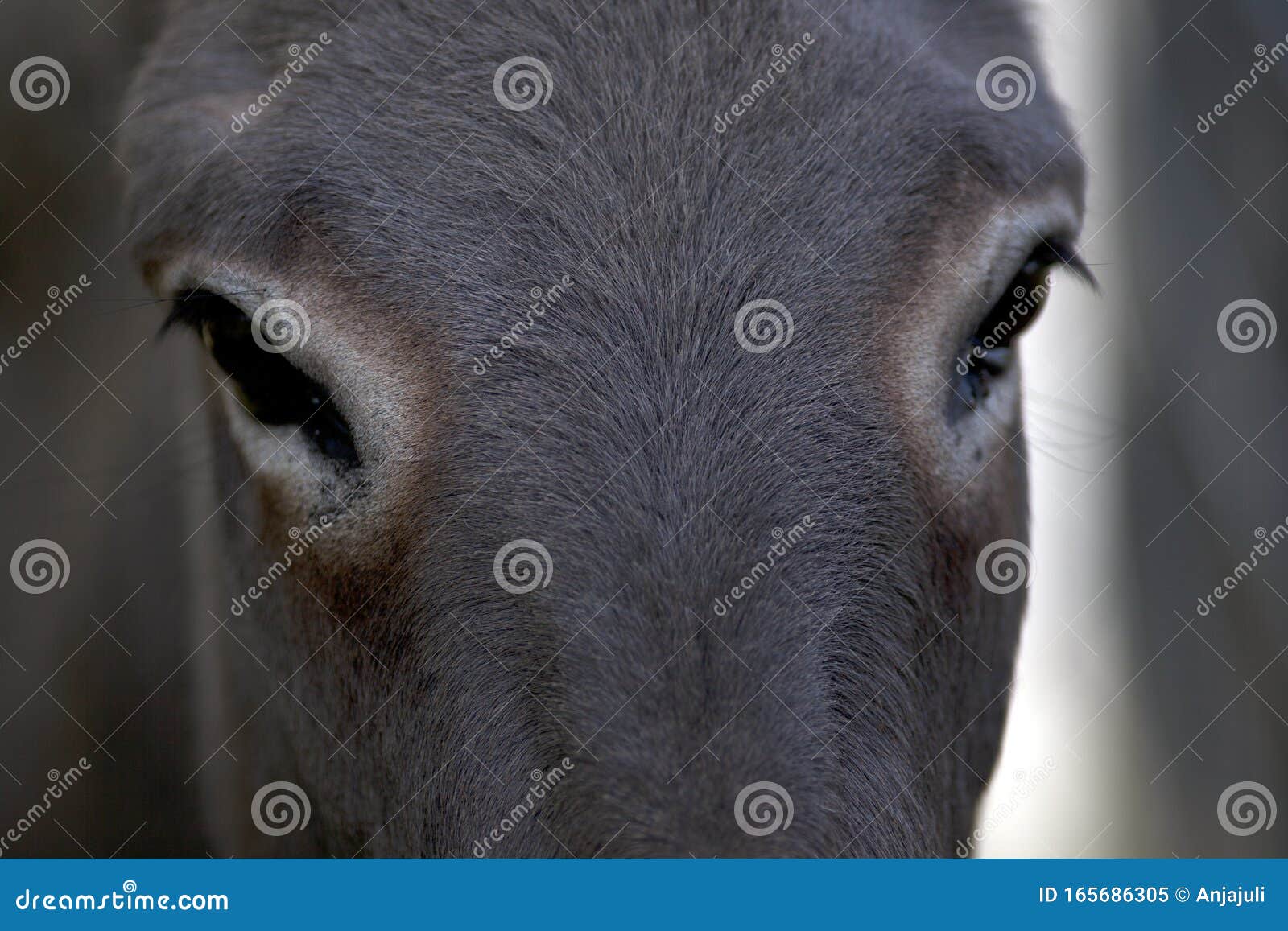 Donkey Eye Close Up Front View Stock Image - Image of face, frontal ...